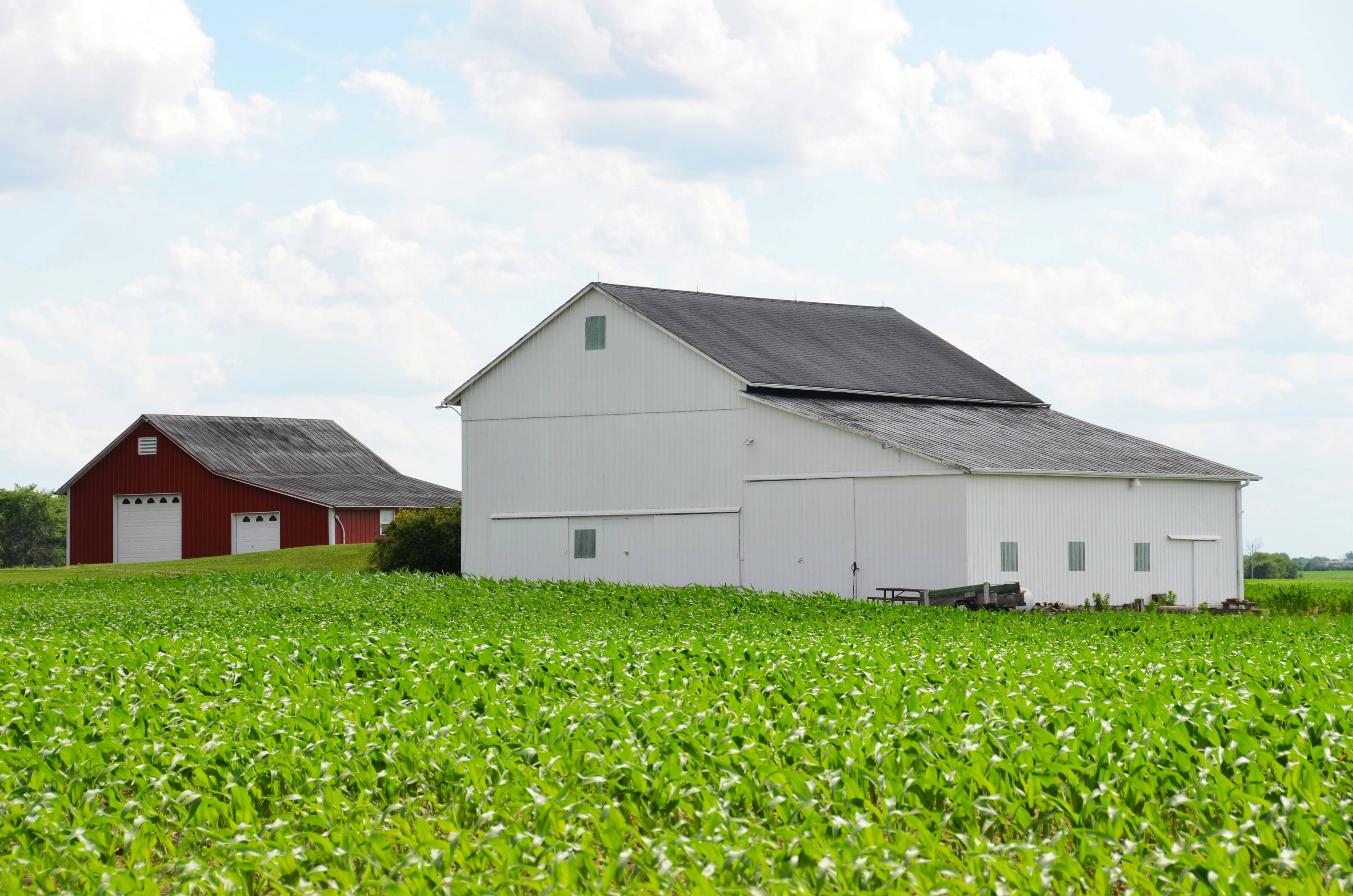 White Barn on a Green Sea: Farmstead in Broad Daylight