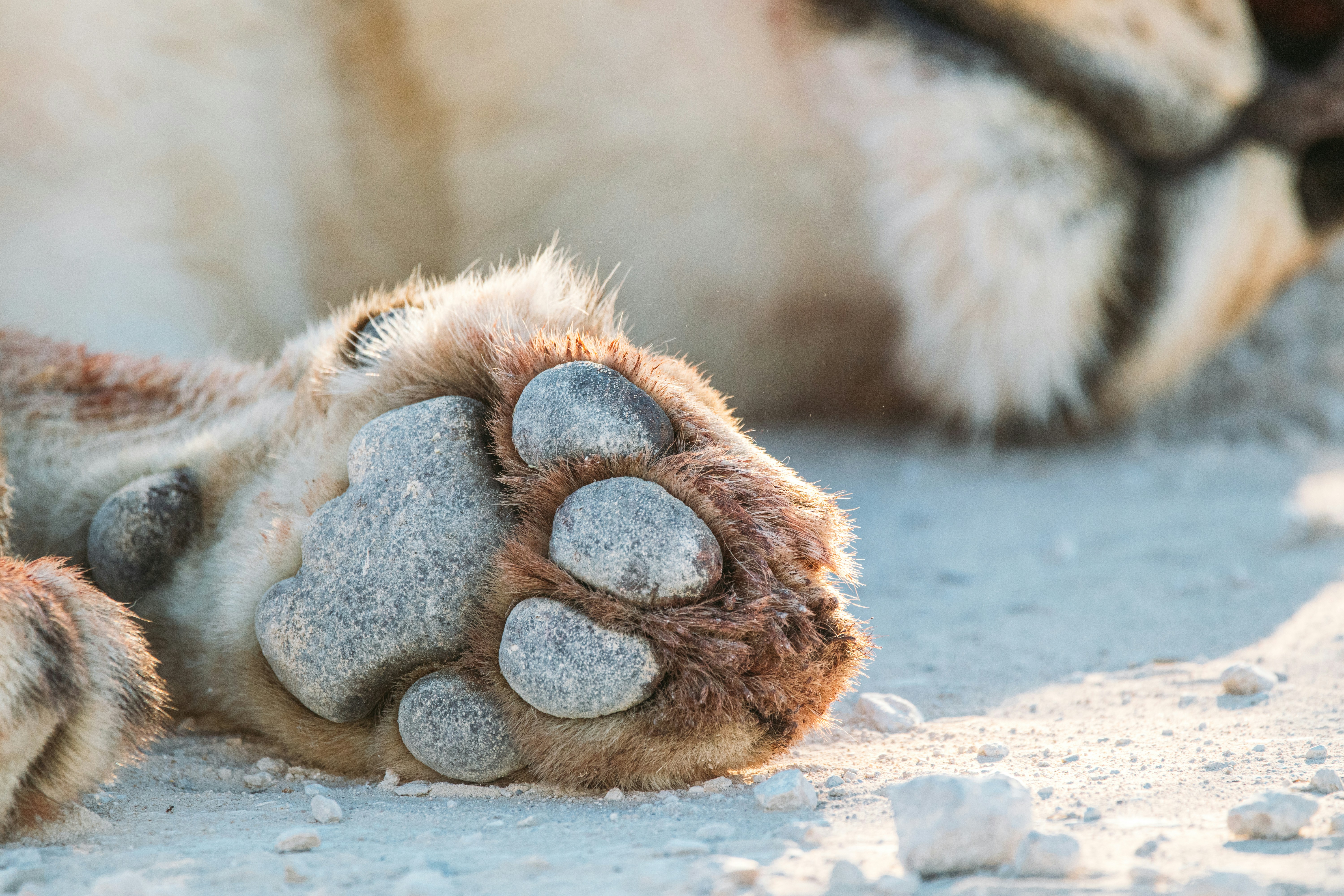 A lion's paw resting on the dusty ground.