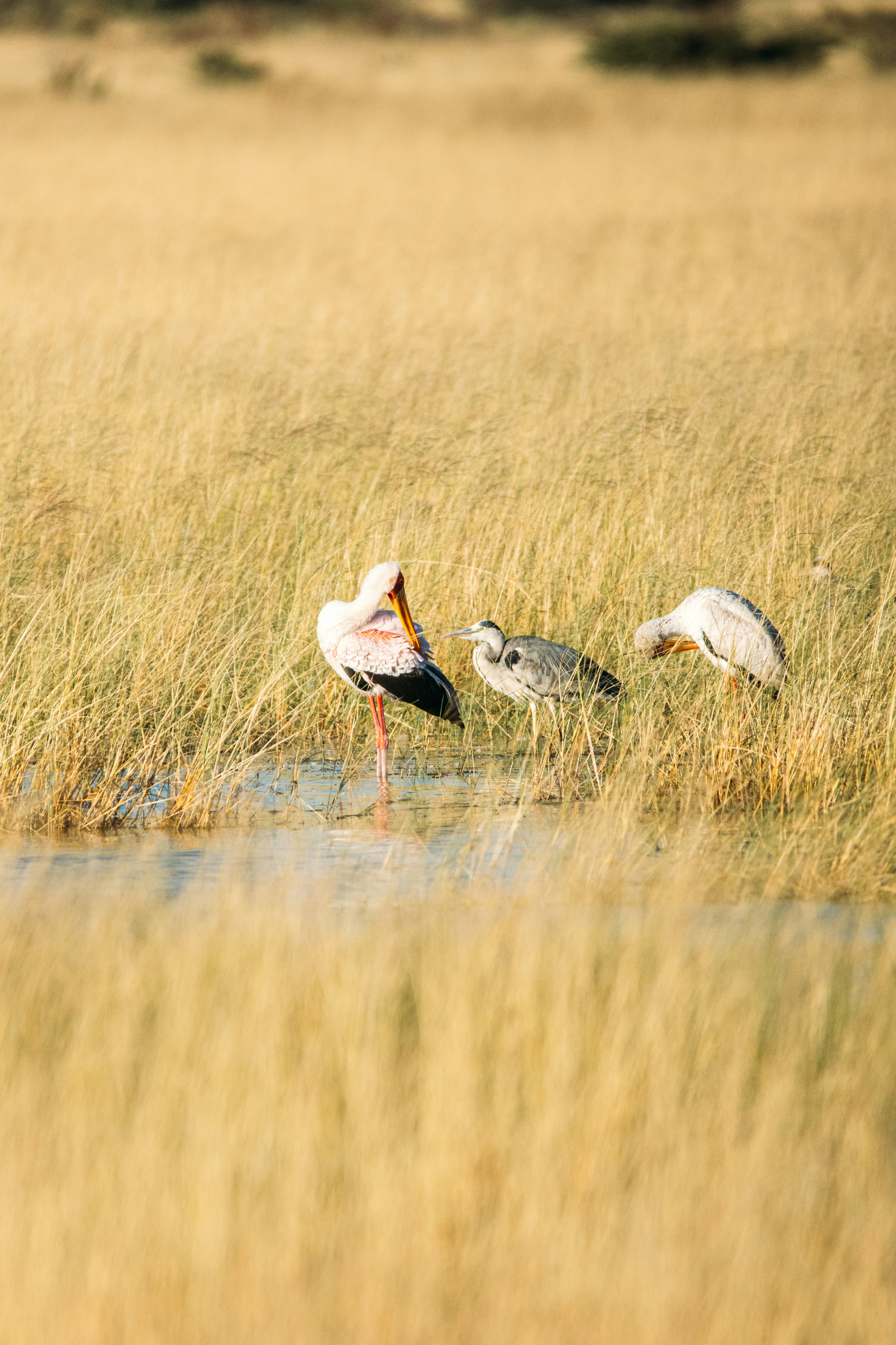 Heron and Grey Plovers in Golden Reeds