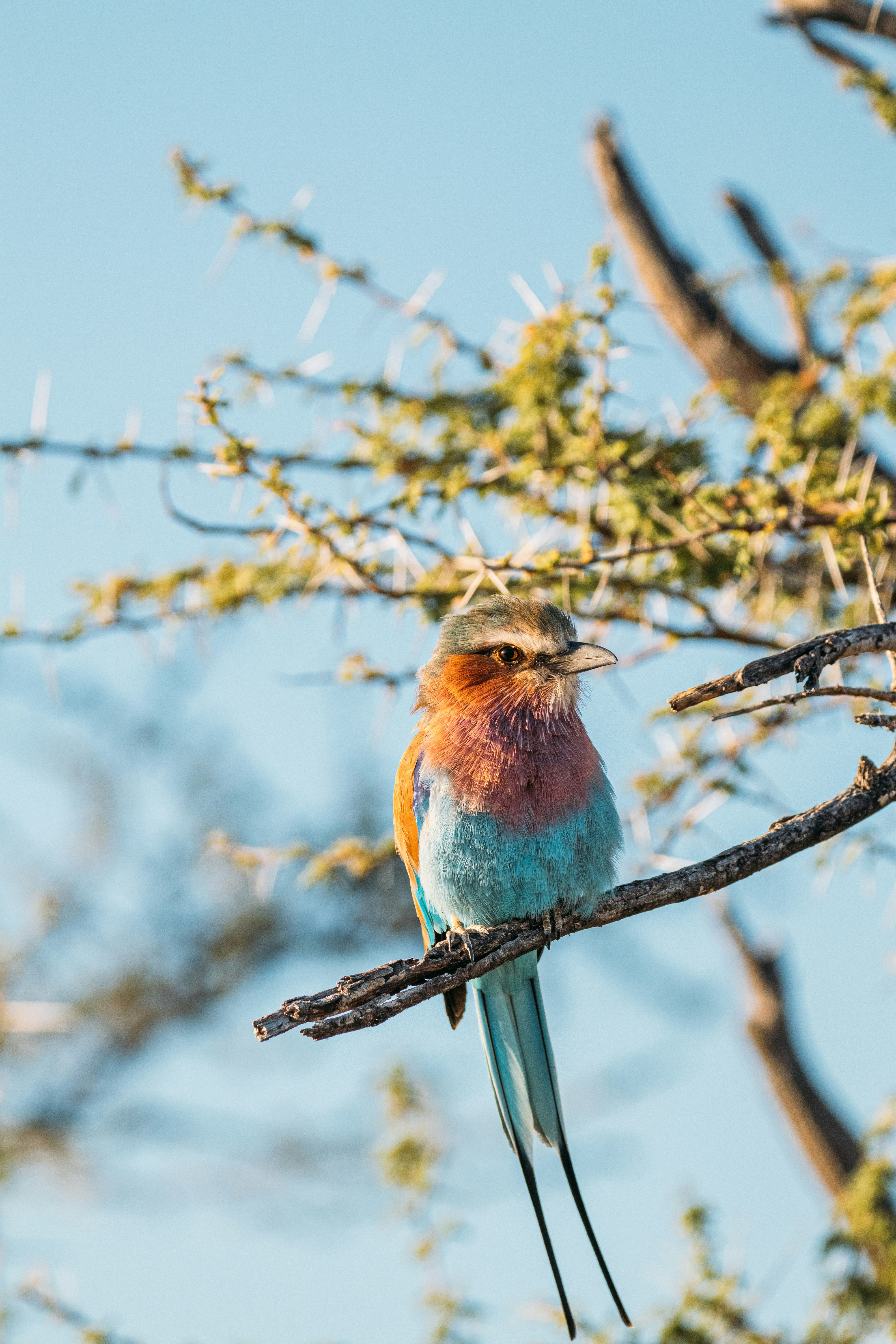 Azure-feathered Kingfisher Crowned by Spring Sky