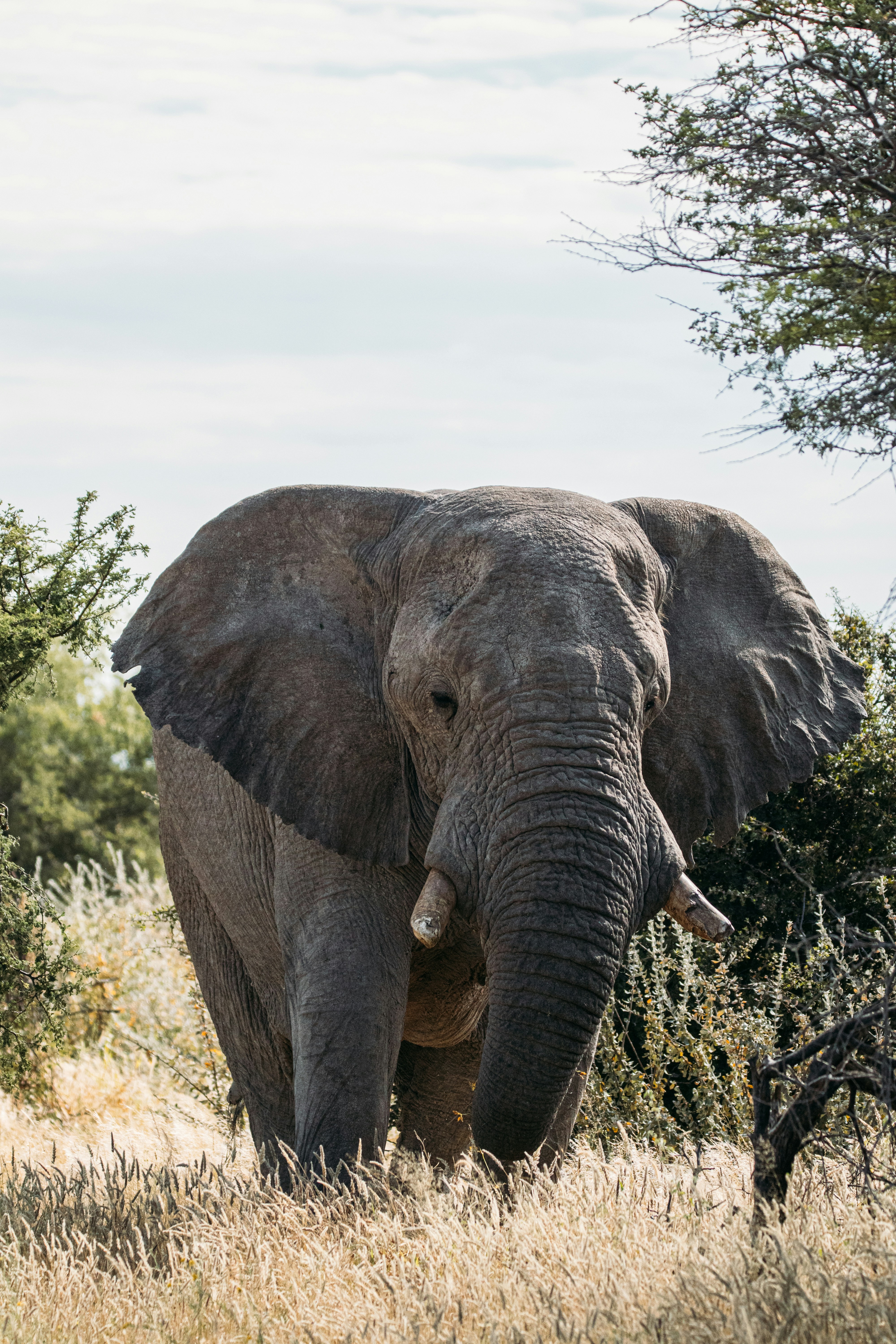 Majestic elephant standing in dry savanna grass.