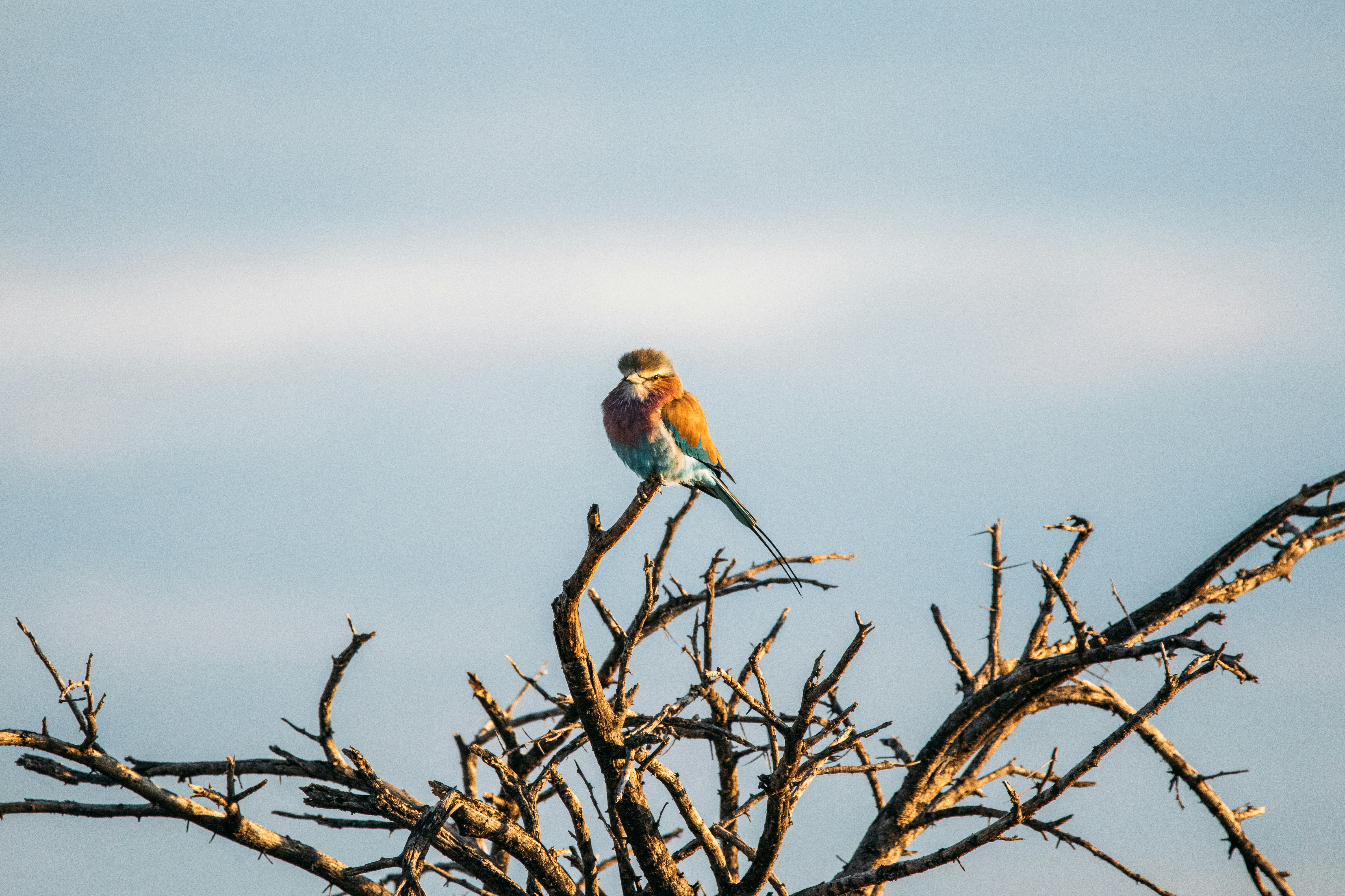 Single Kingfisher on a Withered Branch Against Open Sky