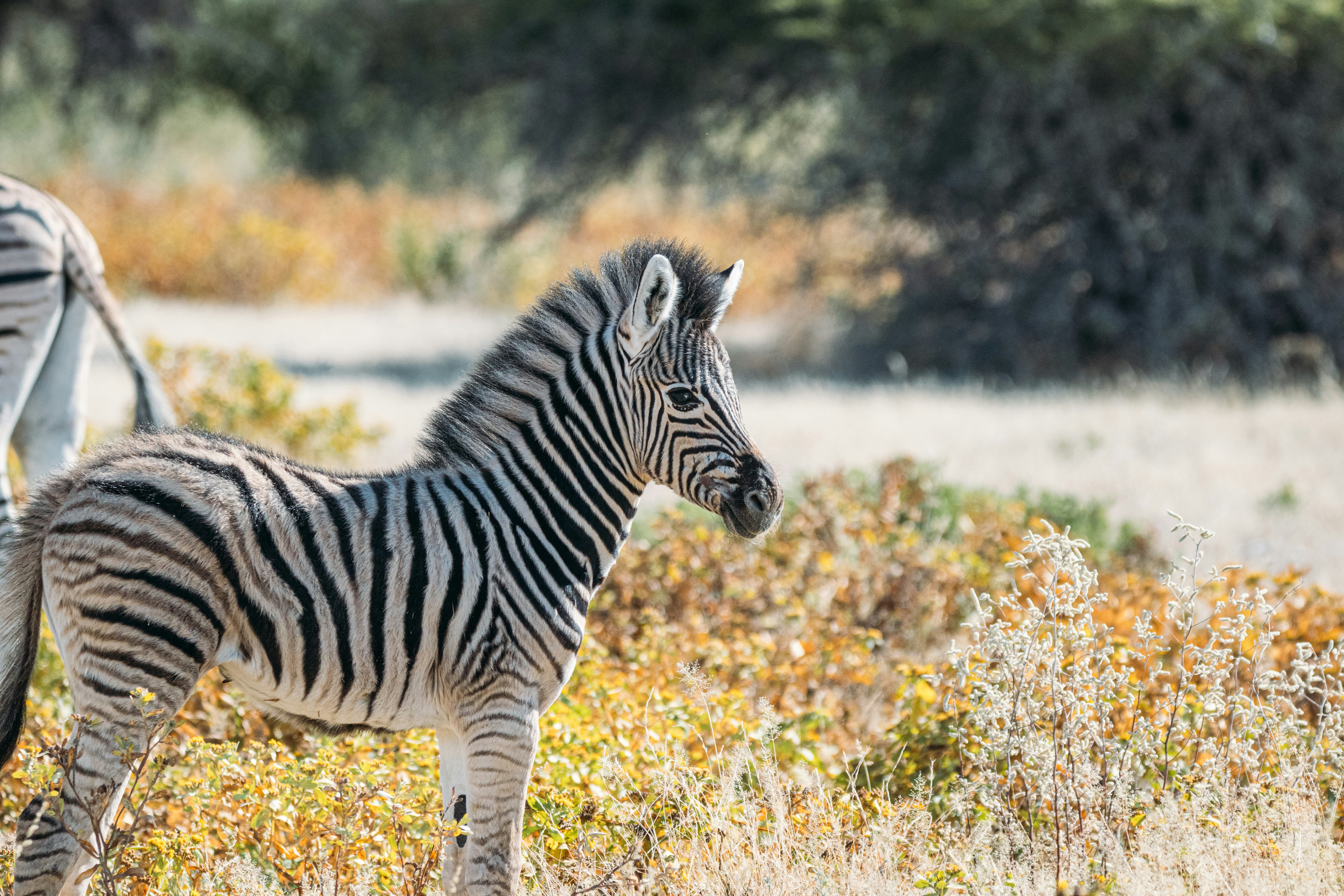 Baby zebra standing in a dry, sparse landscape.