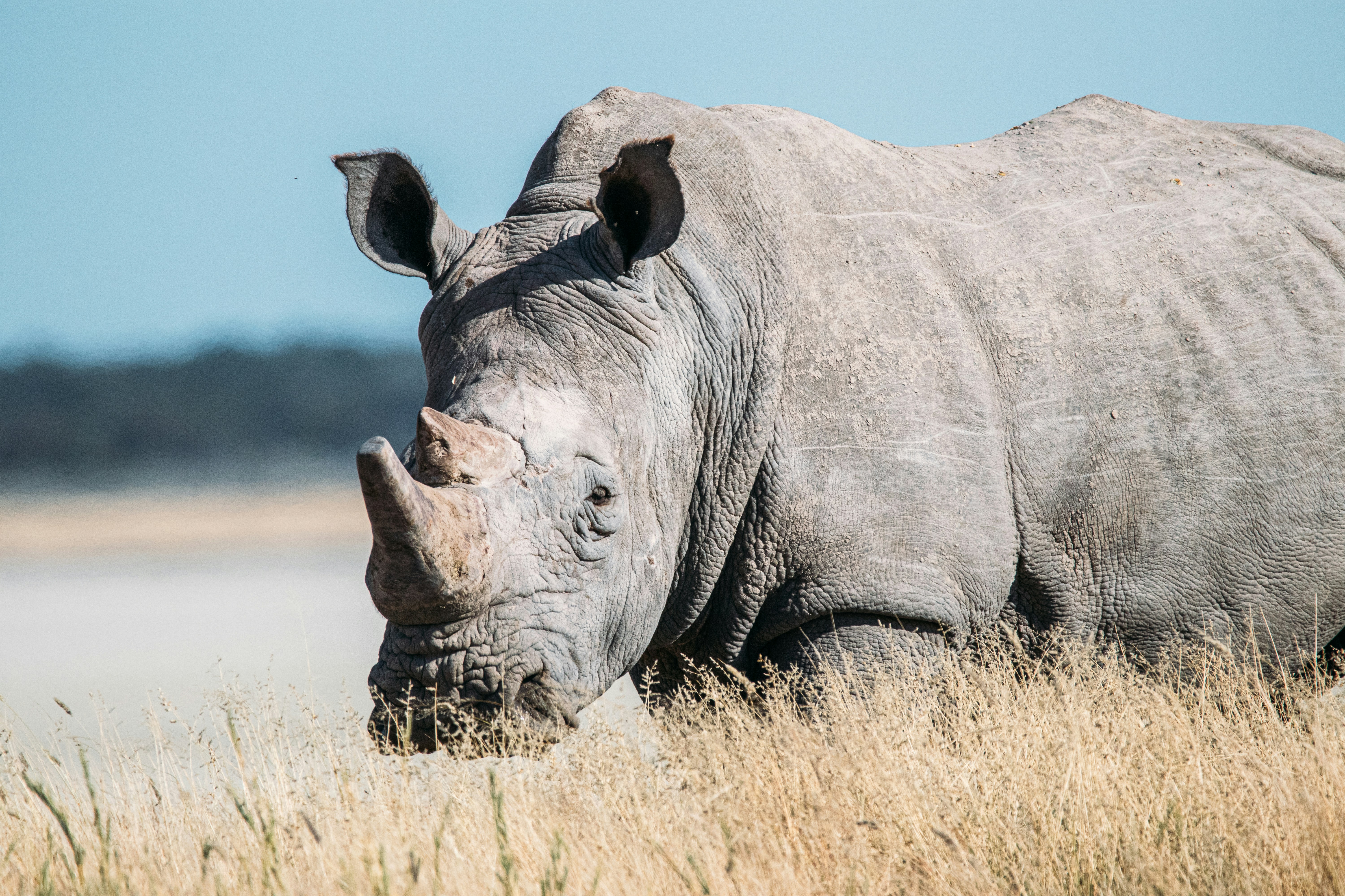 Rhino in the Golden Grass: Shoulder-to-Snout in the Serengeti