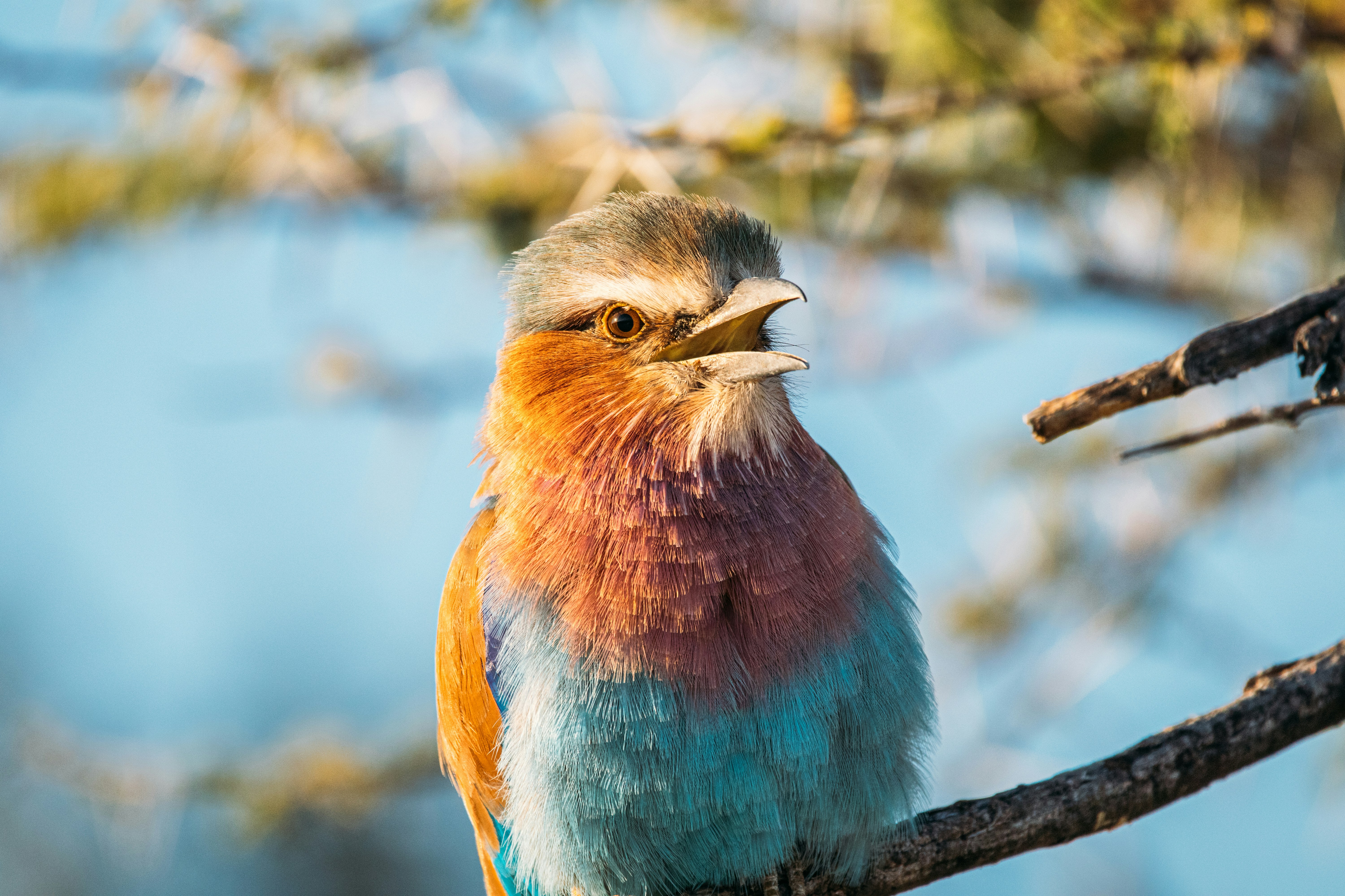 Vibrant lilac-breasted roller bird perched on a branch.