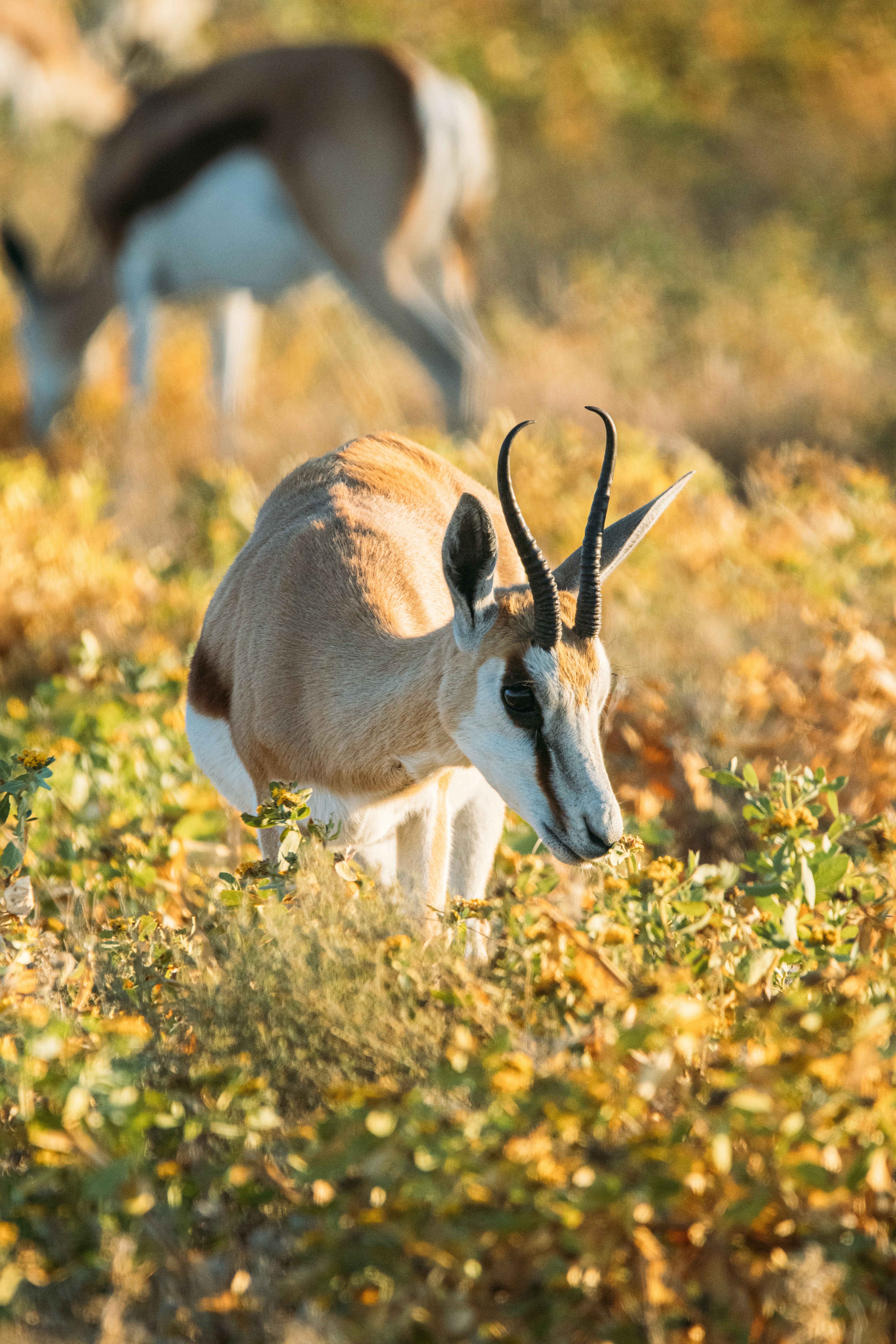 Antelope in Golden Light: Focus on the Forward Gaze