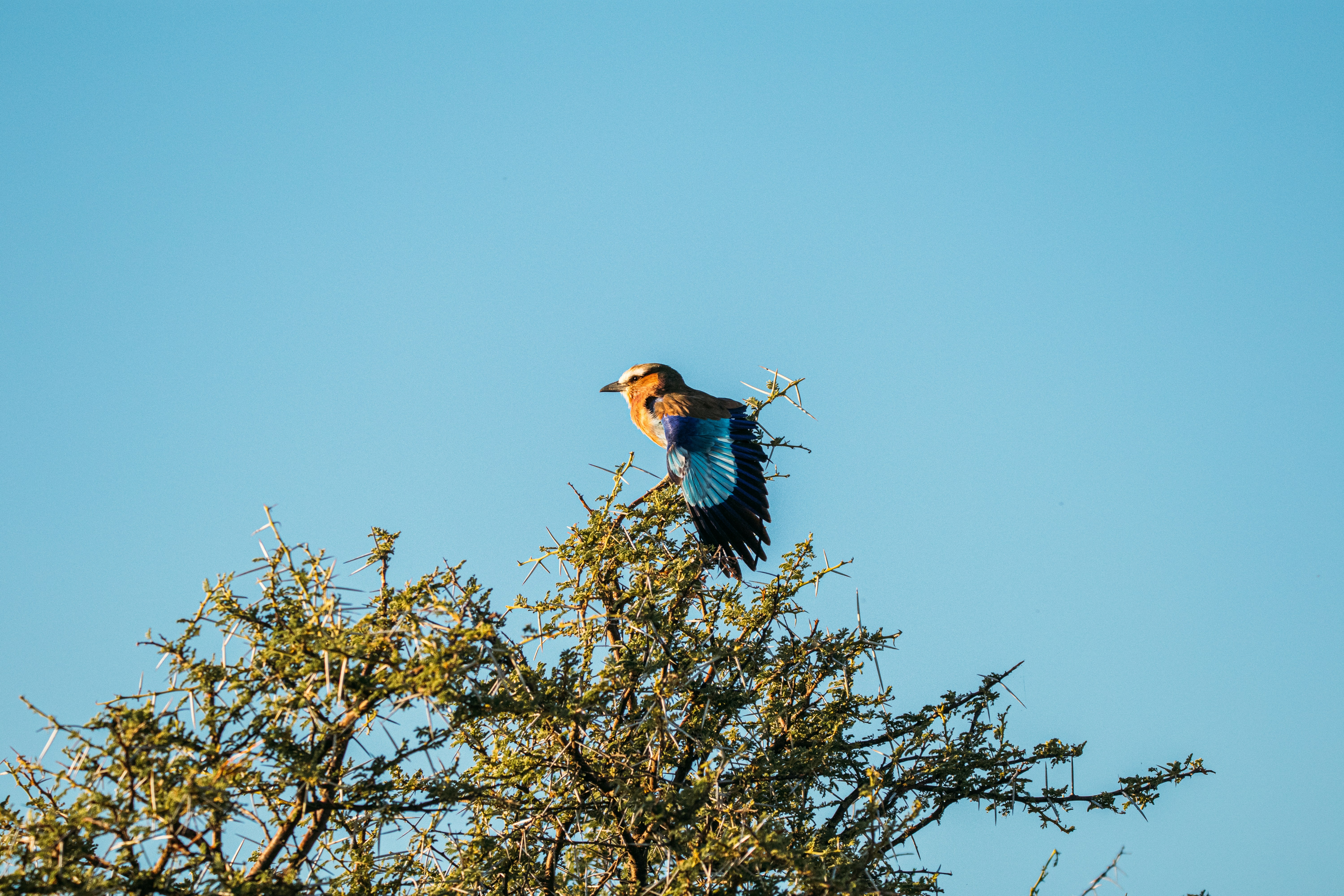 A Kingfisher’s Rise: Bird on the Crest of a Sparse Foliage