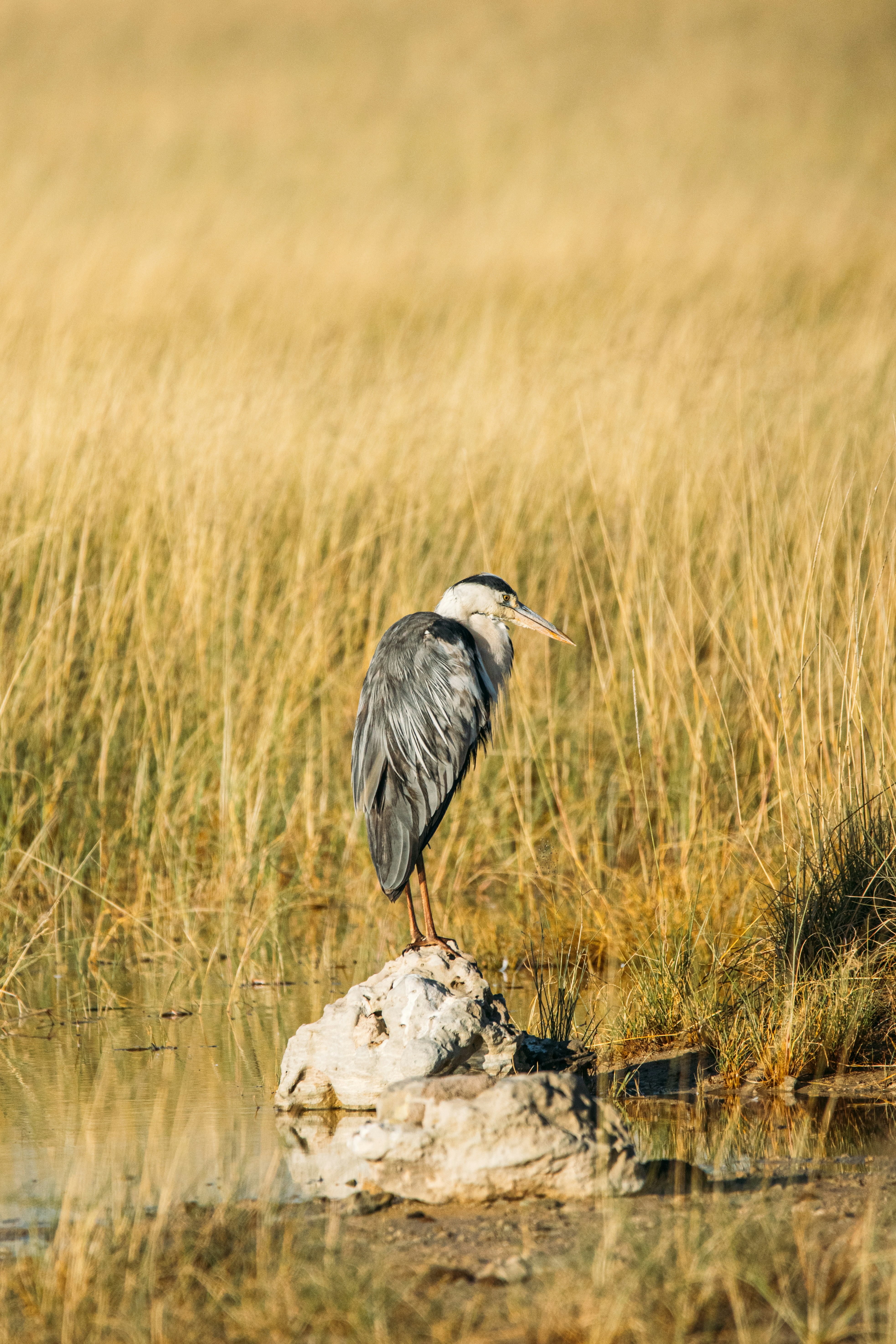 Grey bird on a rock in a golden grassy wetland.