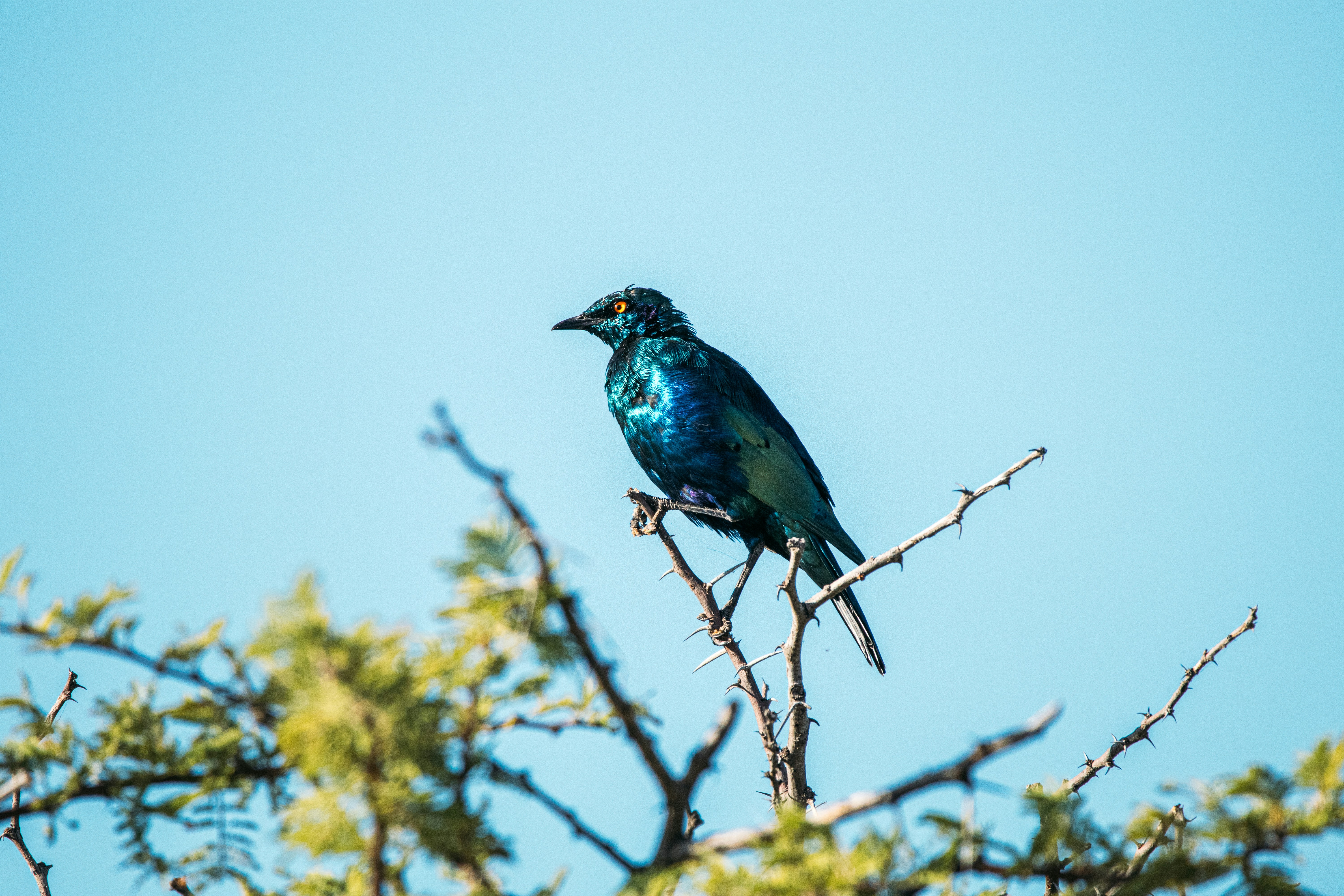 Azure Crown on a Silent Branch