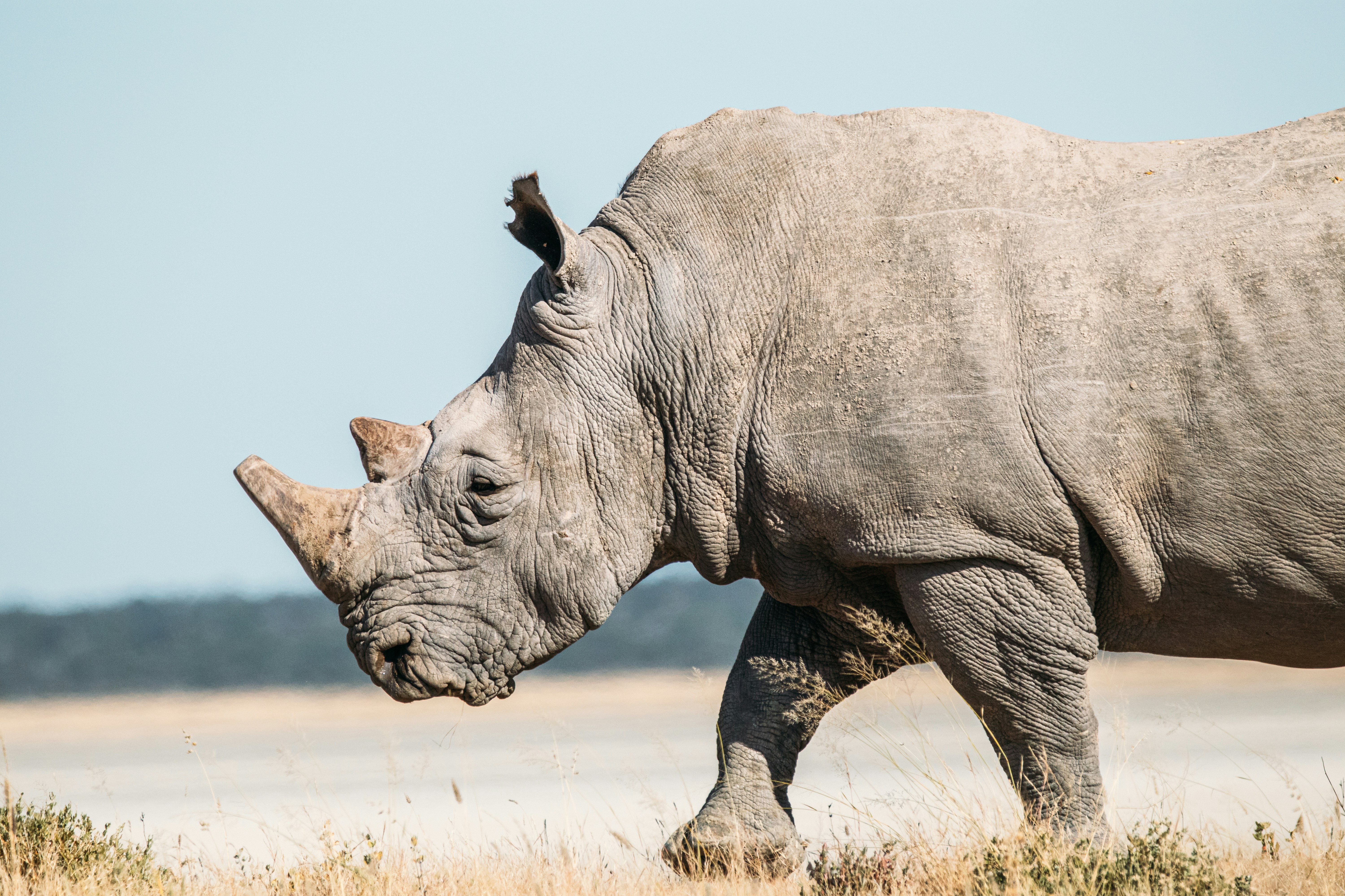 Sunlit Rhino Striding Across a Dune-Voiced Plain
