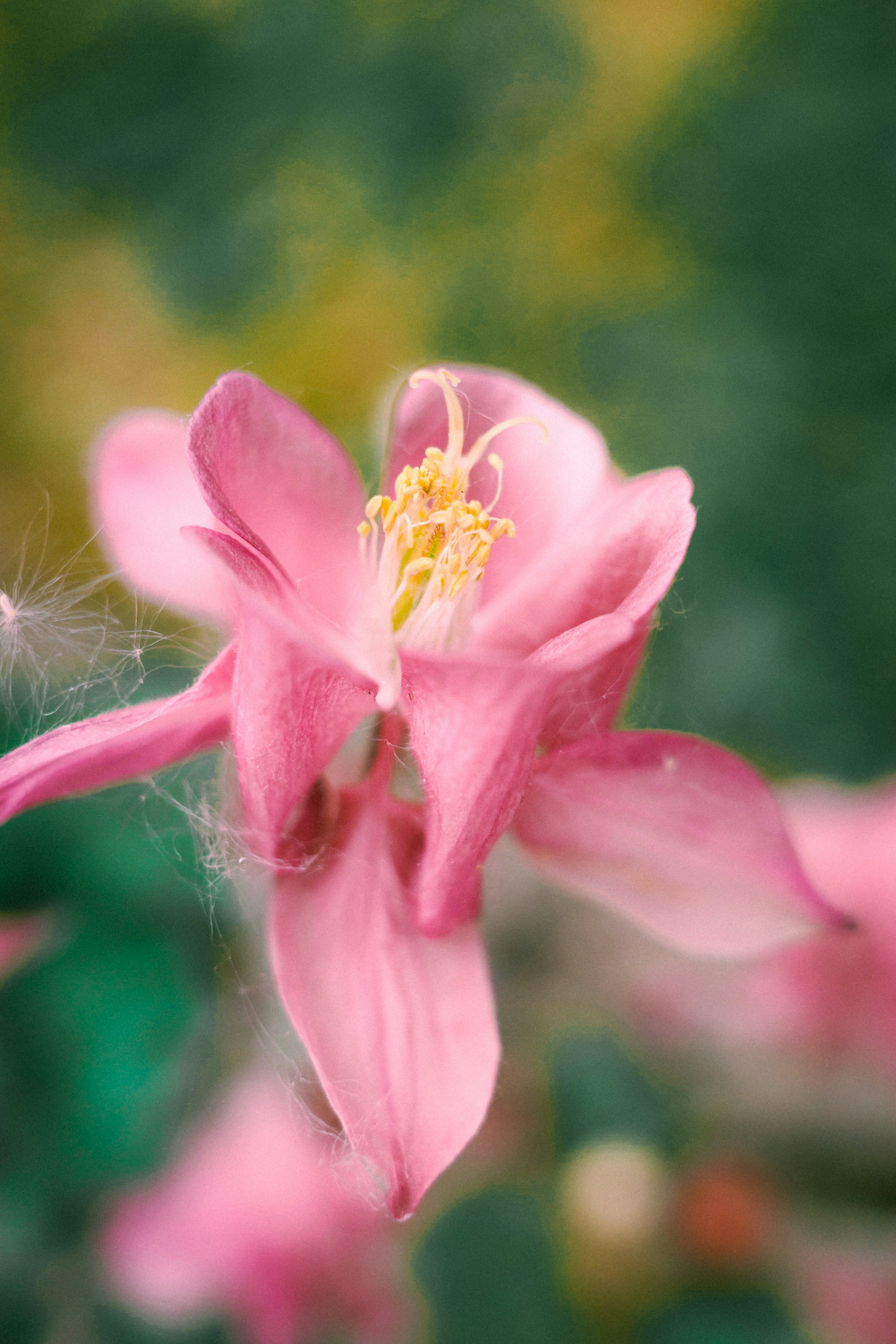 Pink Petal Crucible: A Close Portrait of a Delicate Flower Bloom