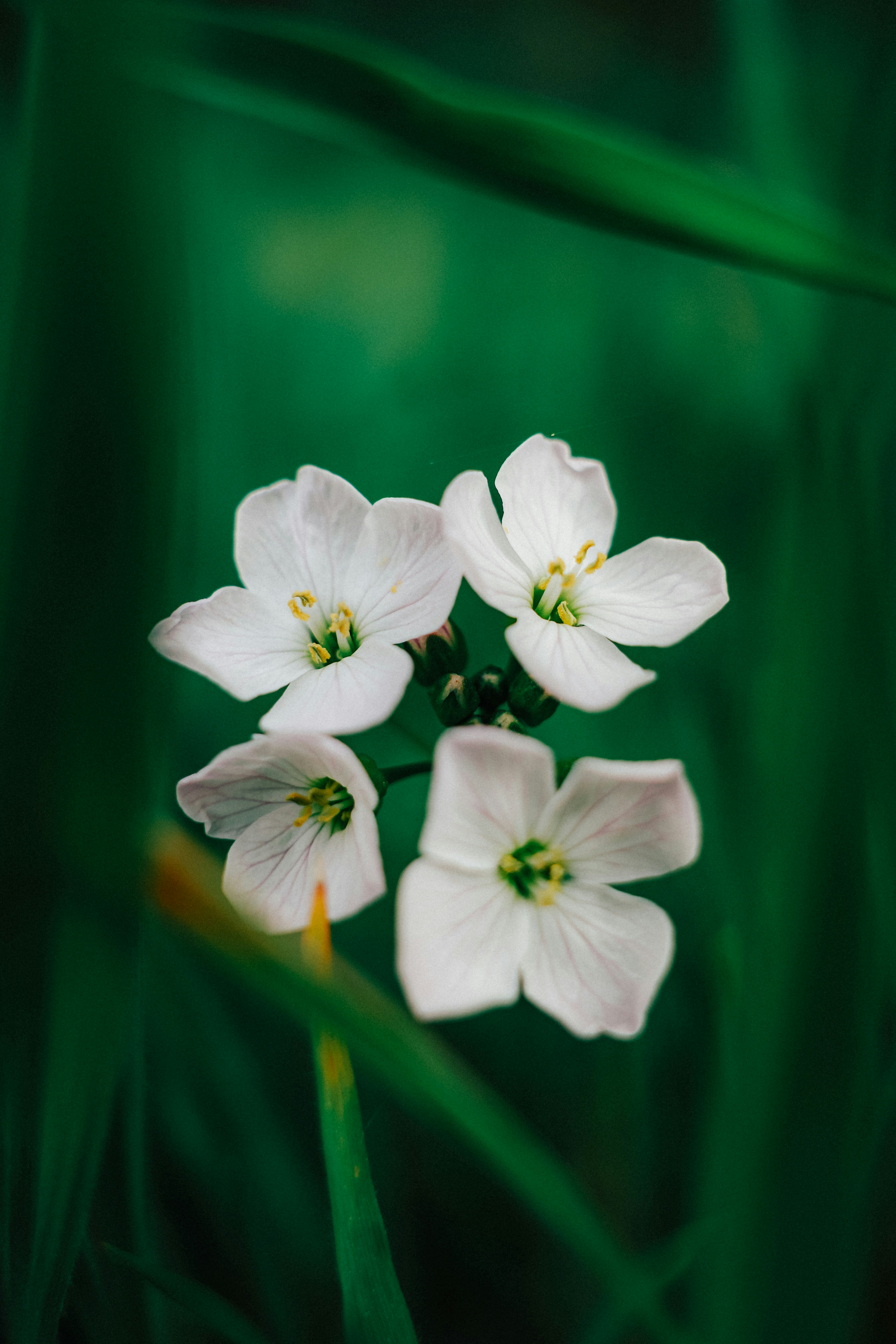 Four small white flowers blooming in lush green foliage.