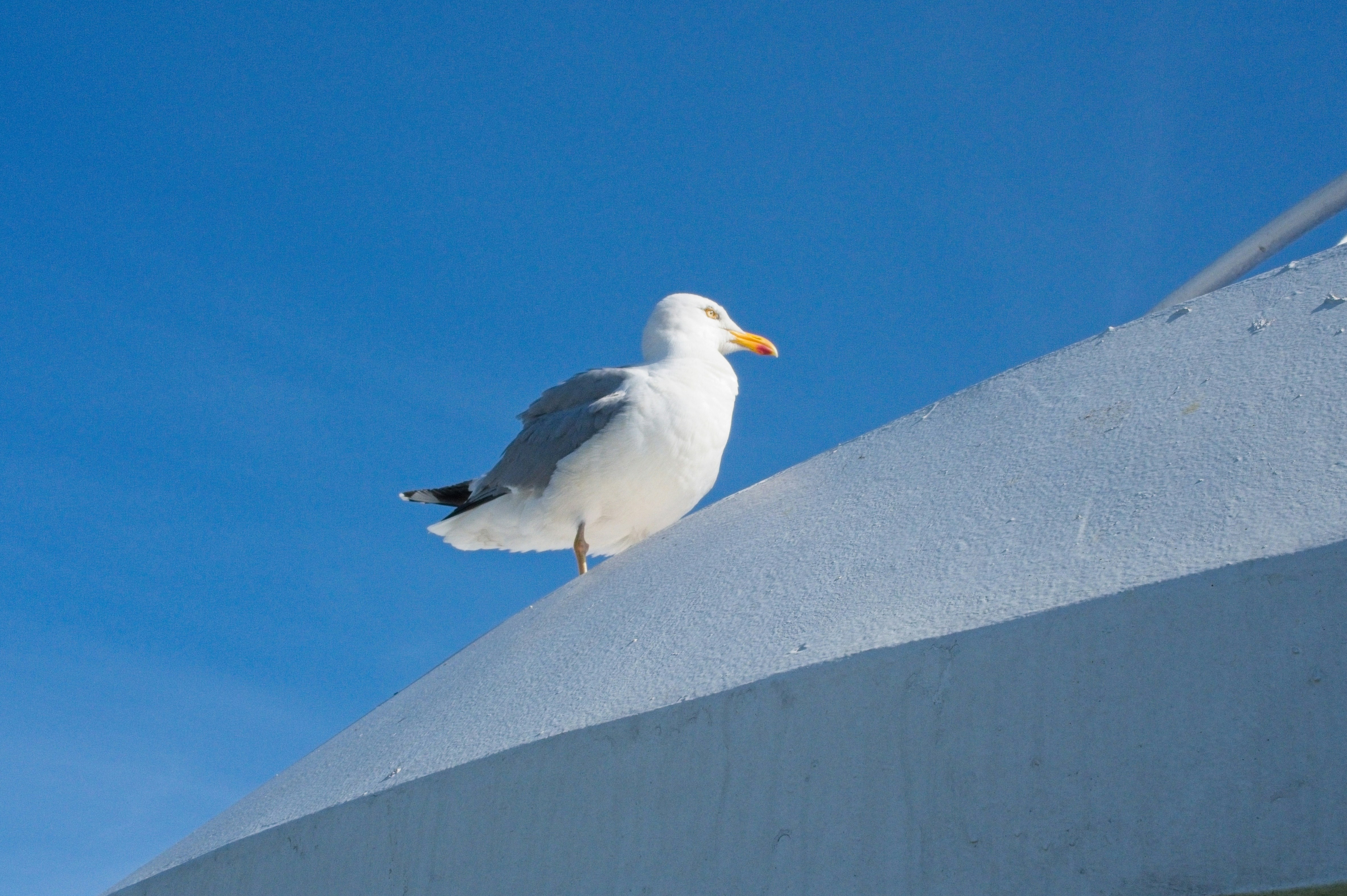 Seagull on a Sunlit White Slope under a Clear Blue Sky