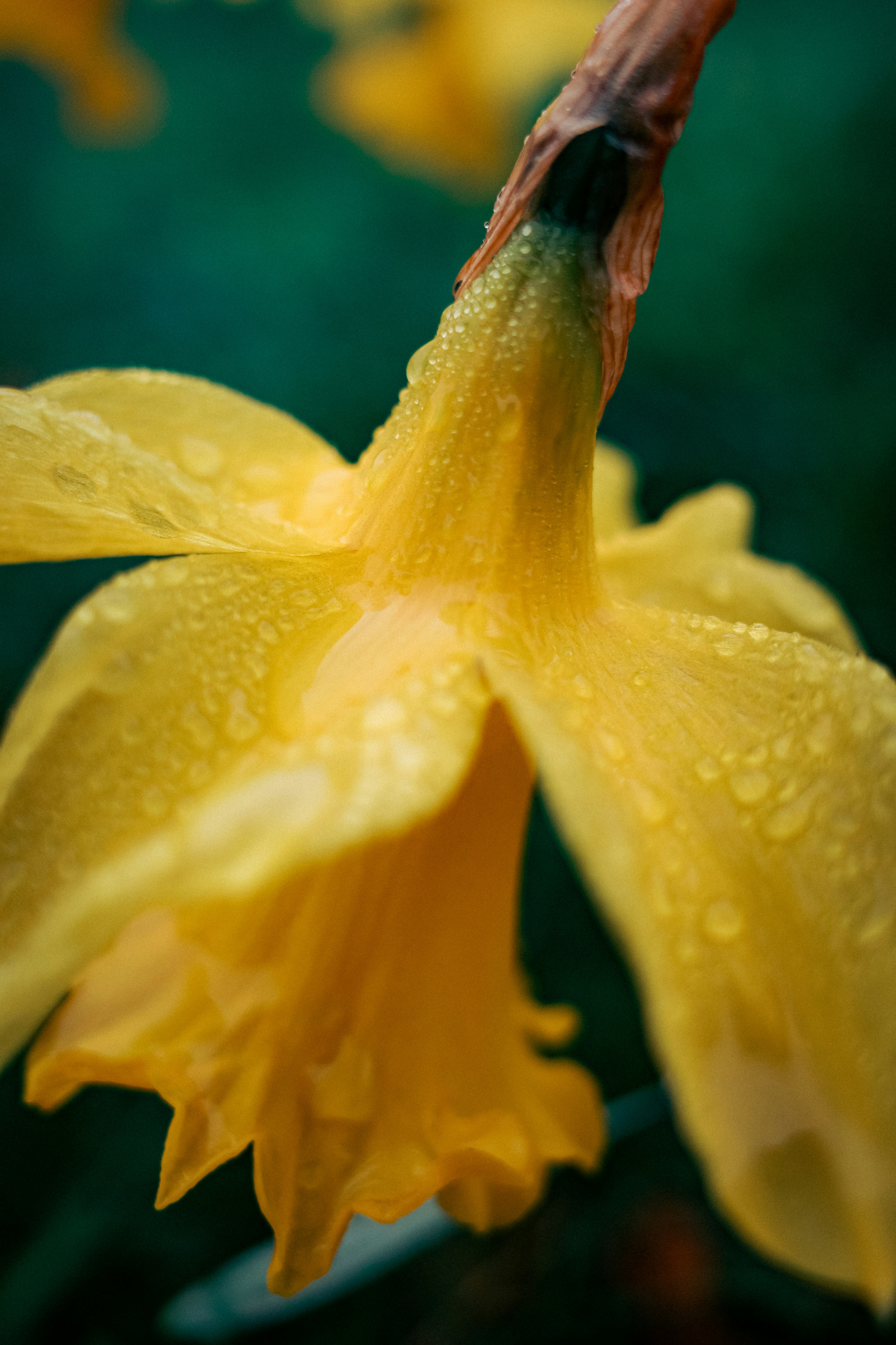 Golden orchid petal in dew—macro reveal