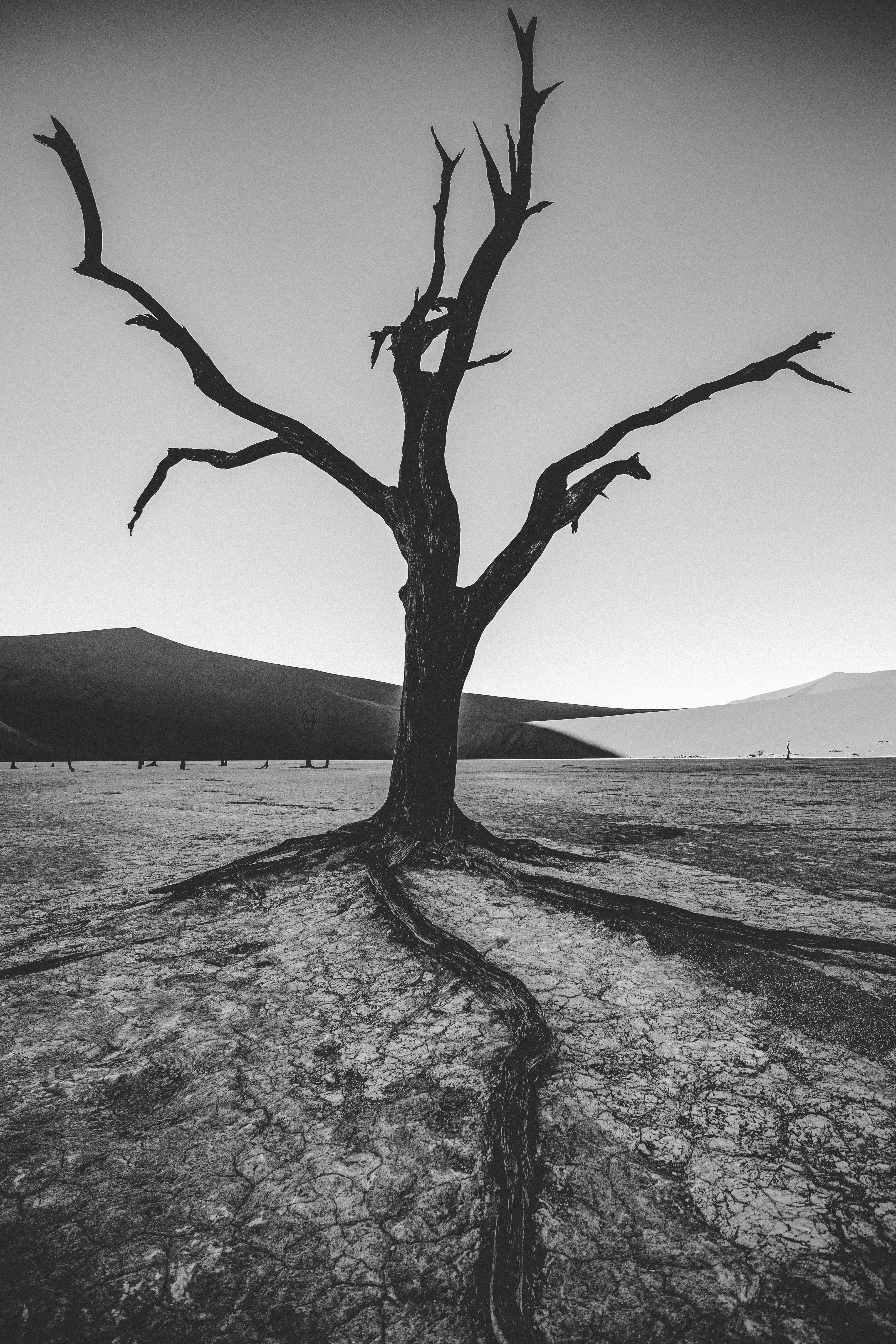Desolate Sentinel: A Lone Barren Tree in a Cracked Desert