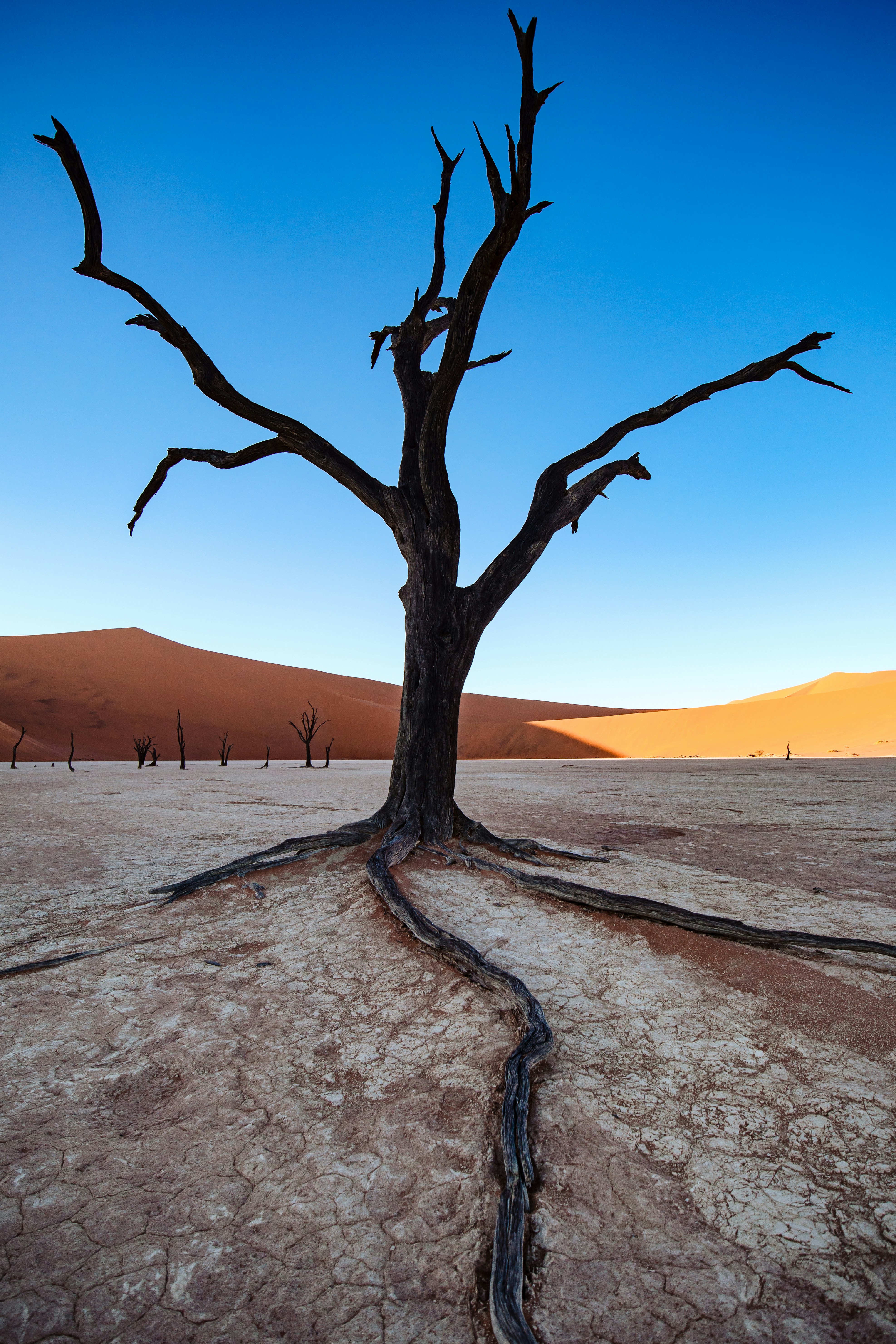 Dead tree with exposed roots in a desert landscape.