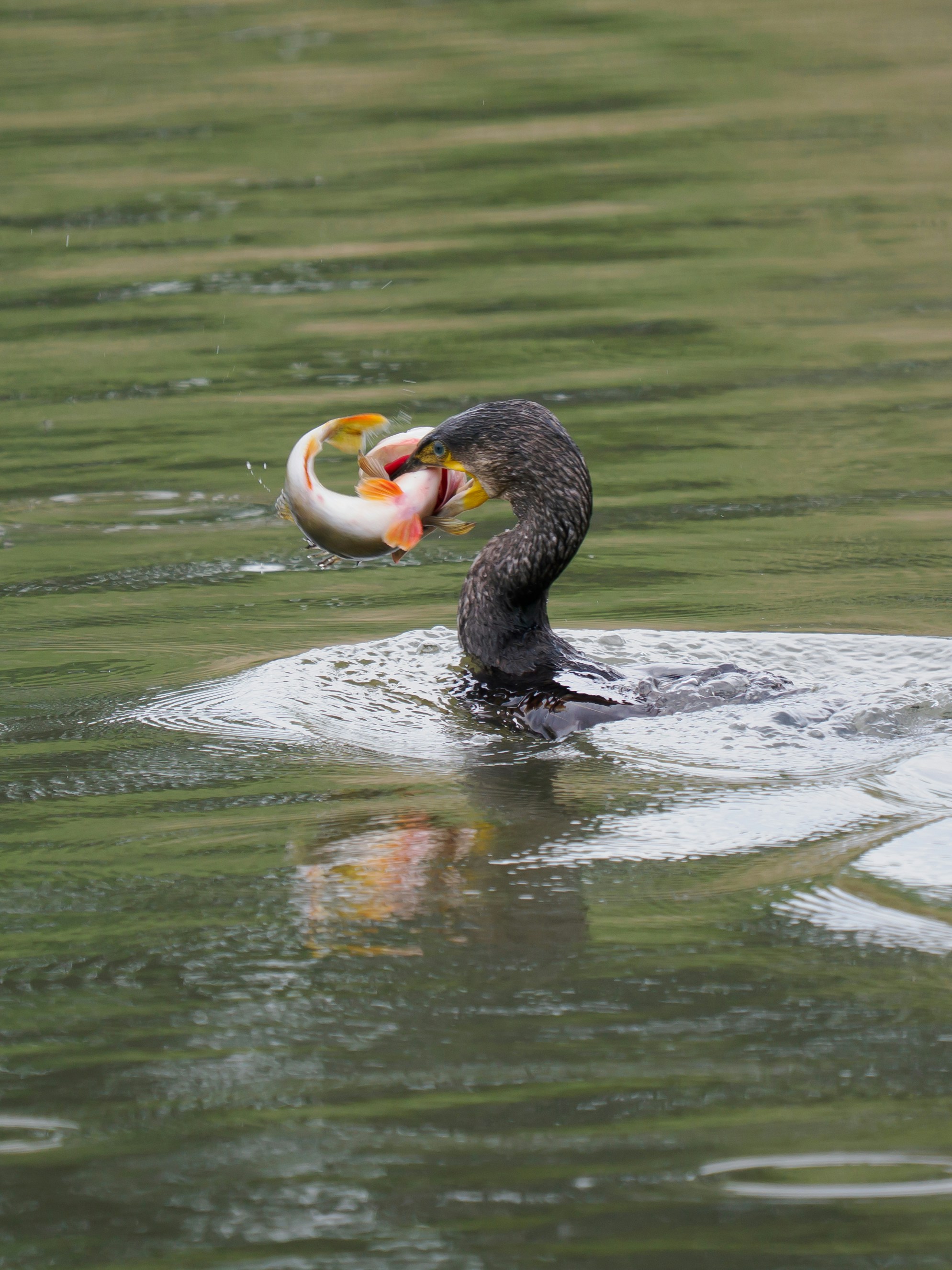 Heron tilts its neck to grasp a trout, creating a splash in calm pond water. A wildlife moment capturing a dynamic catch against a tranquil green backdrop.