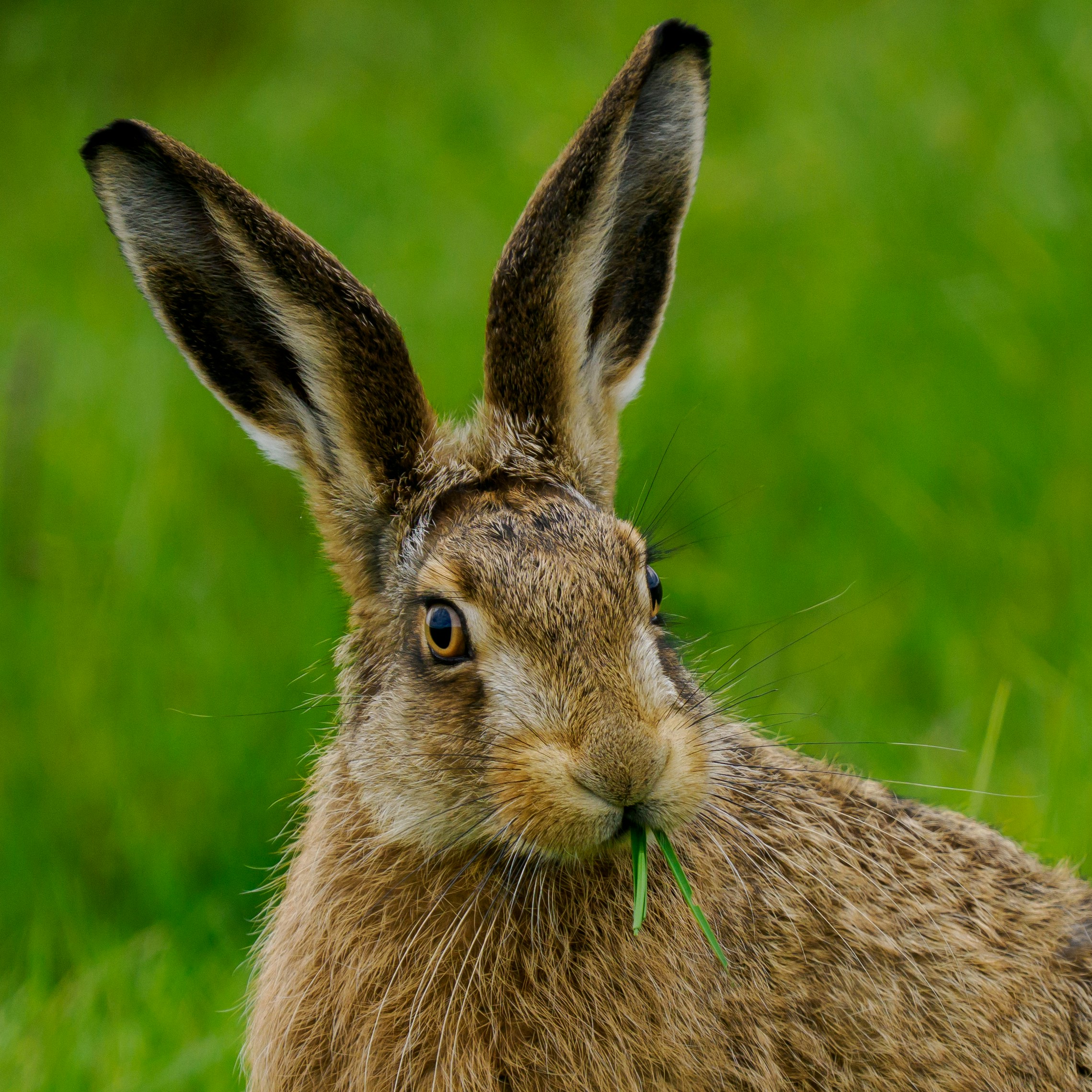 Brown hare eating grass in a vibrant green field.