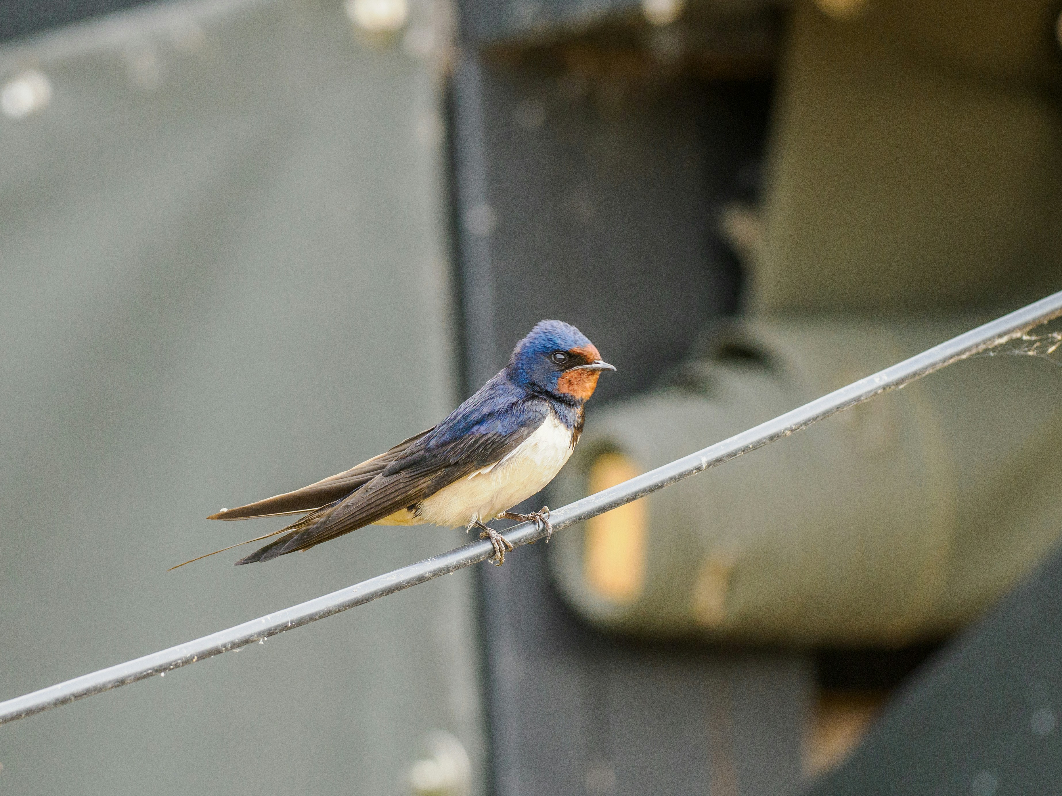 Blue-backed Swallow on a Wirescape