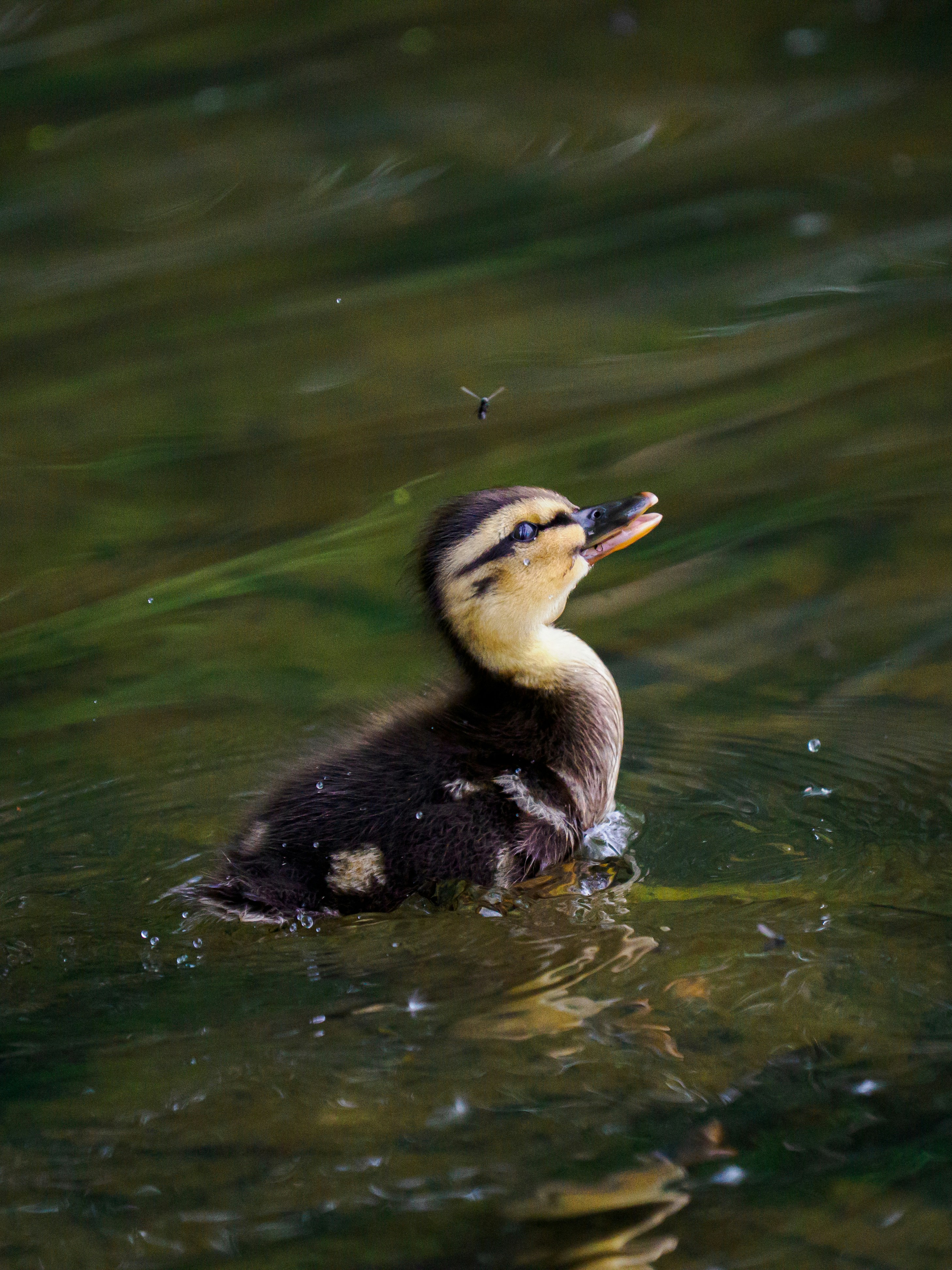 Nursery Water: Duckling Awakens from a Gentle Ripple