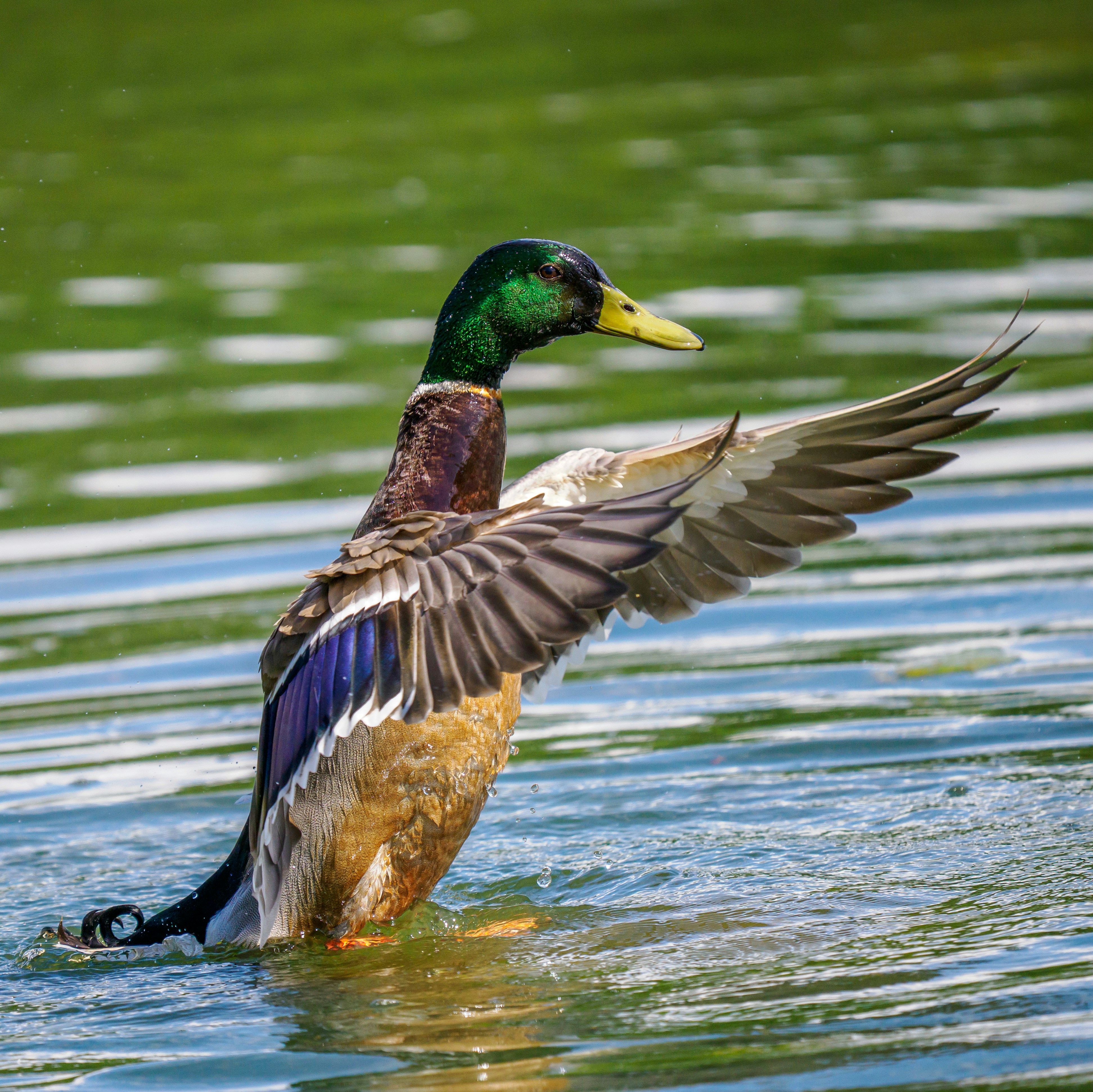 Diving Mallard: a splash of color and motion