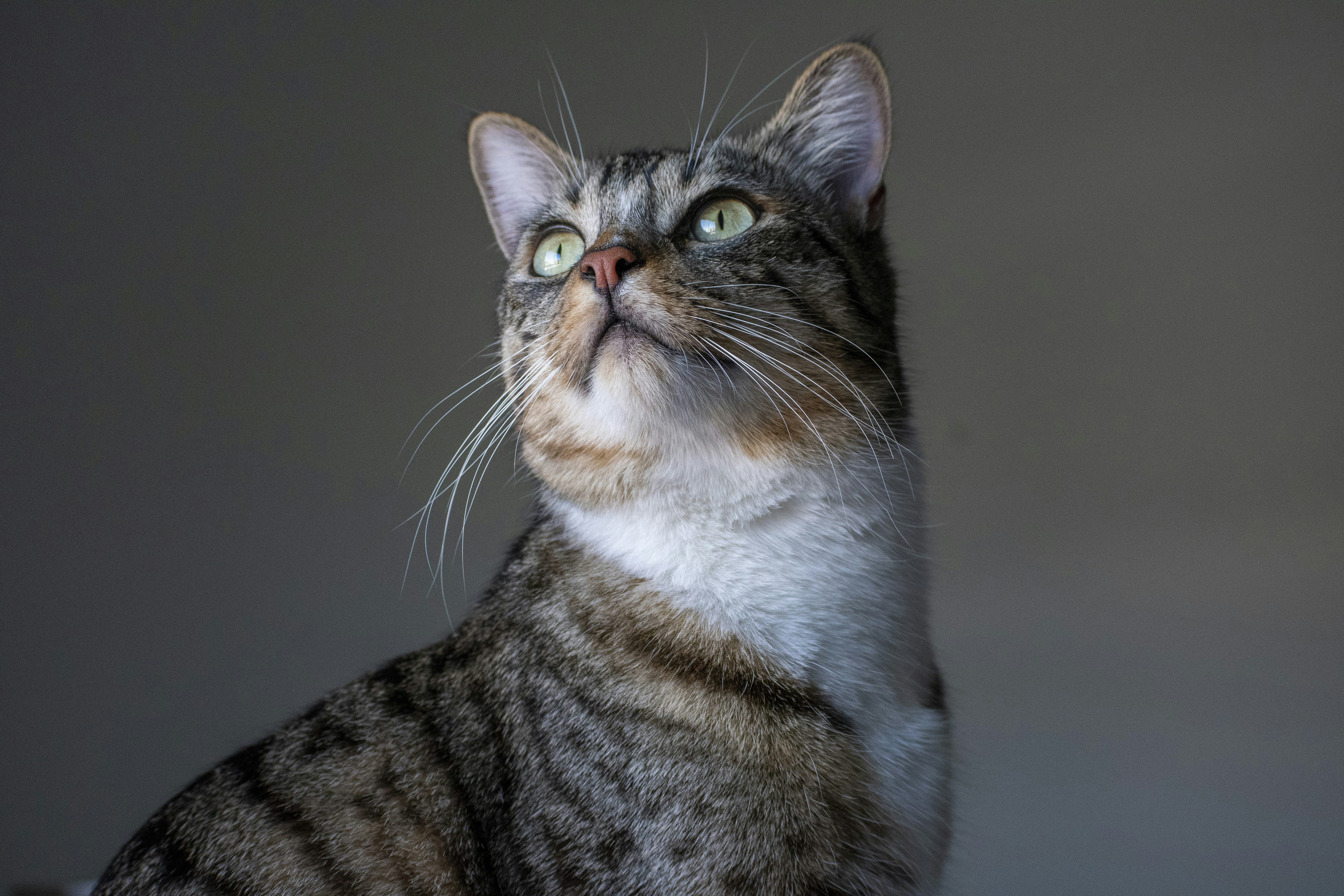 Upturned Gaze: A Tabby Cat Studying the Light