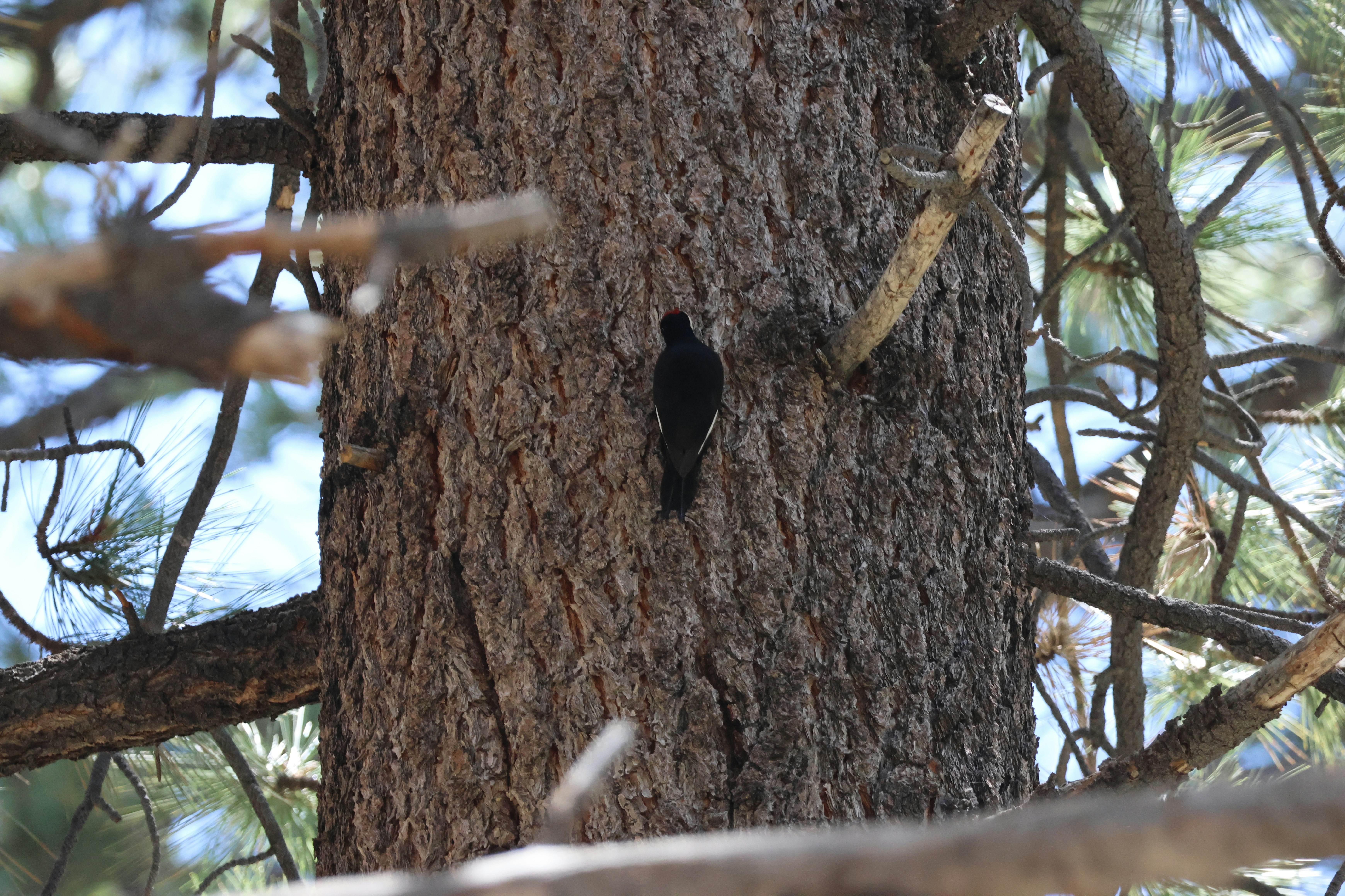 Silhouette in the Bark: A Black Bird Nestled on Pine