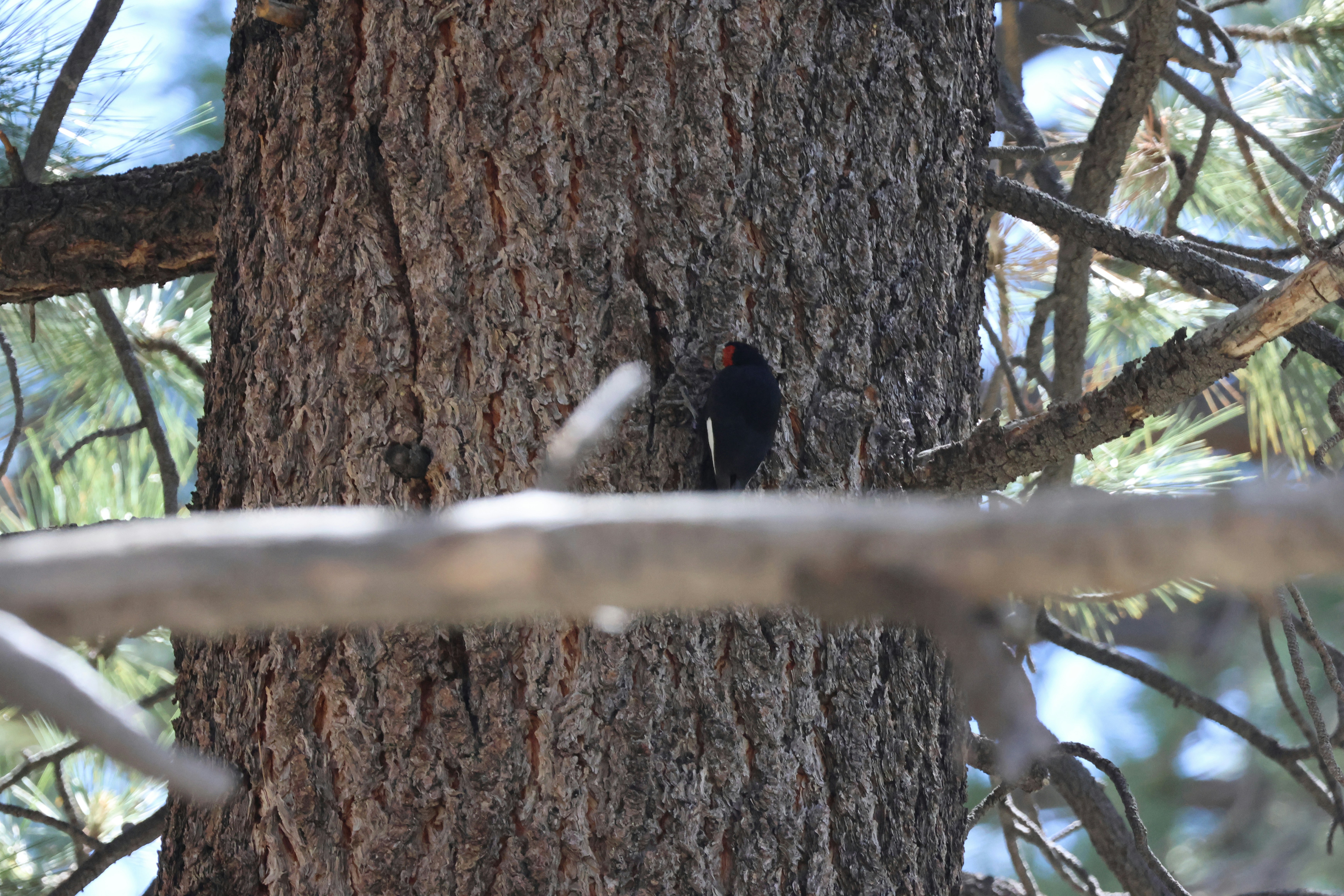 A Black-feathered Insectivore Hidden at the Tree Trunk