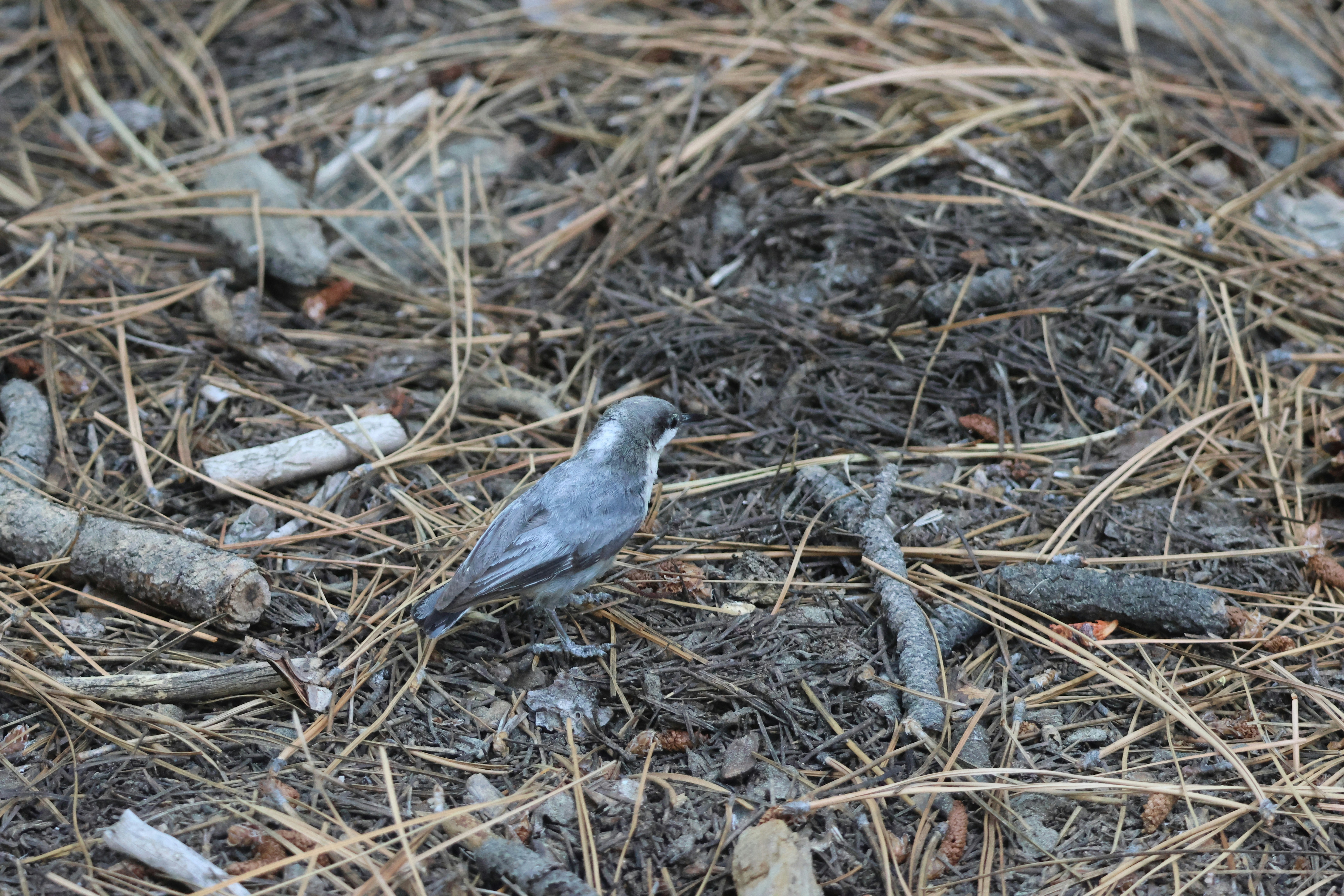 Blue-gray Warbler in Pine Needle Ground Bed