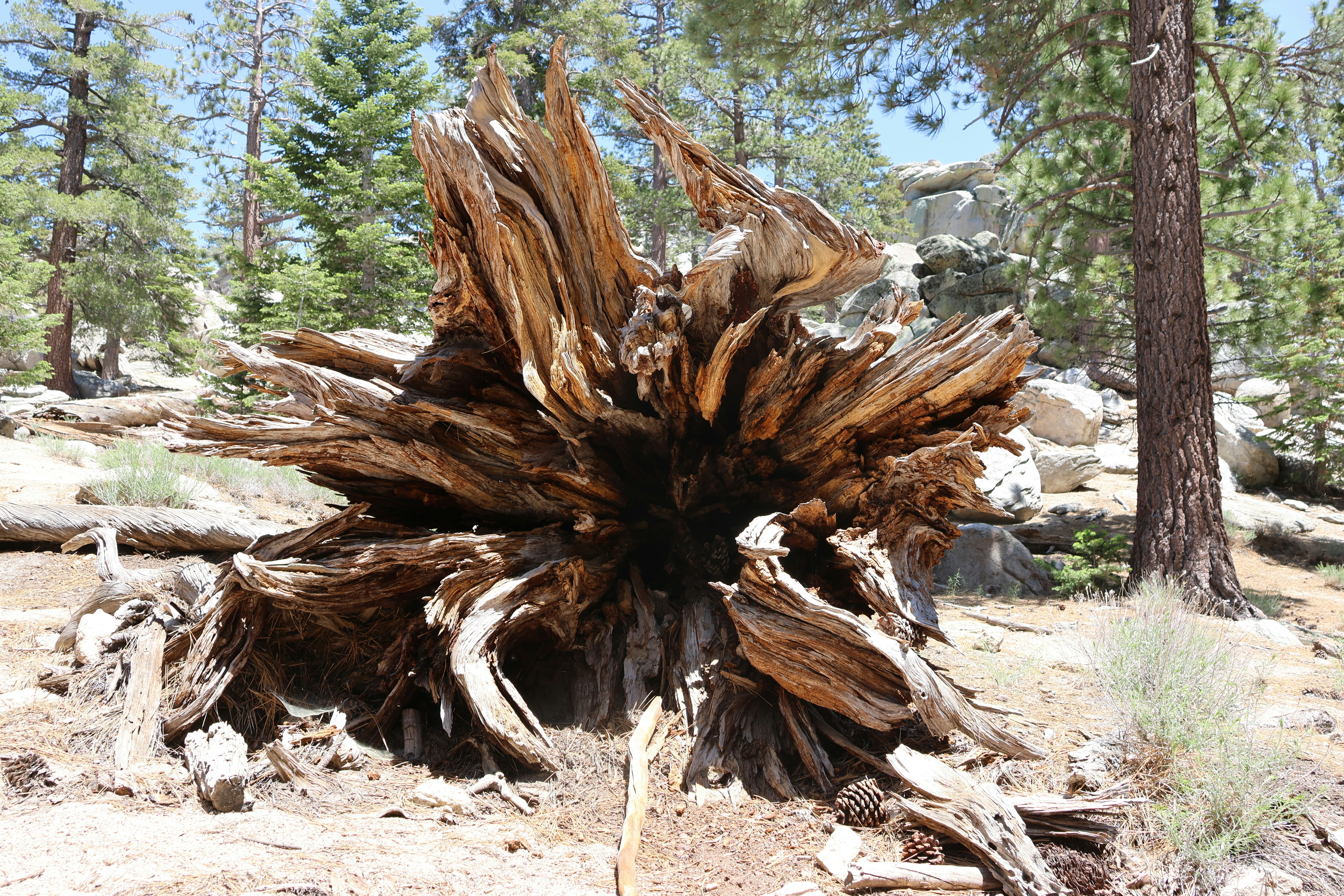Weathered Giant: A Sun-bleached Root Ball Reaches Toward the Sky