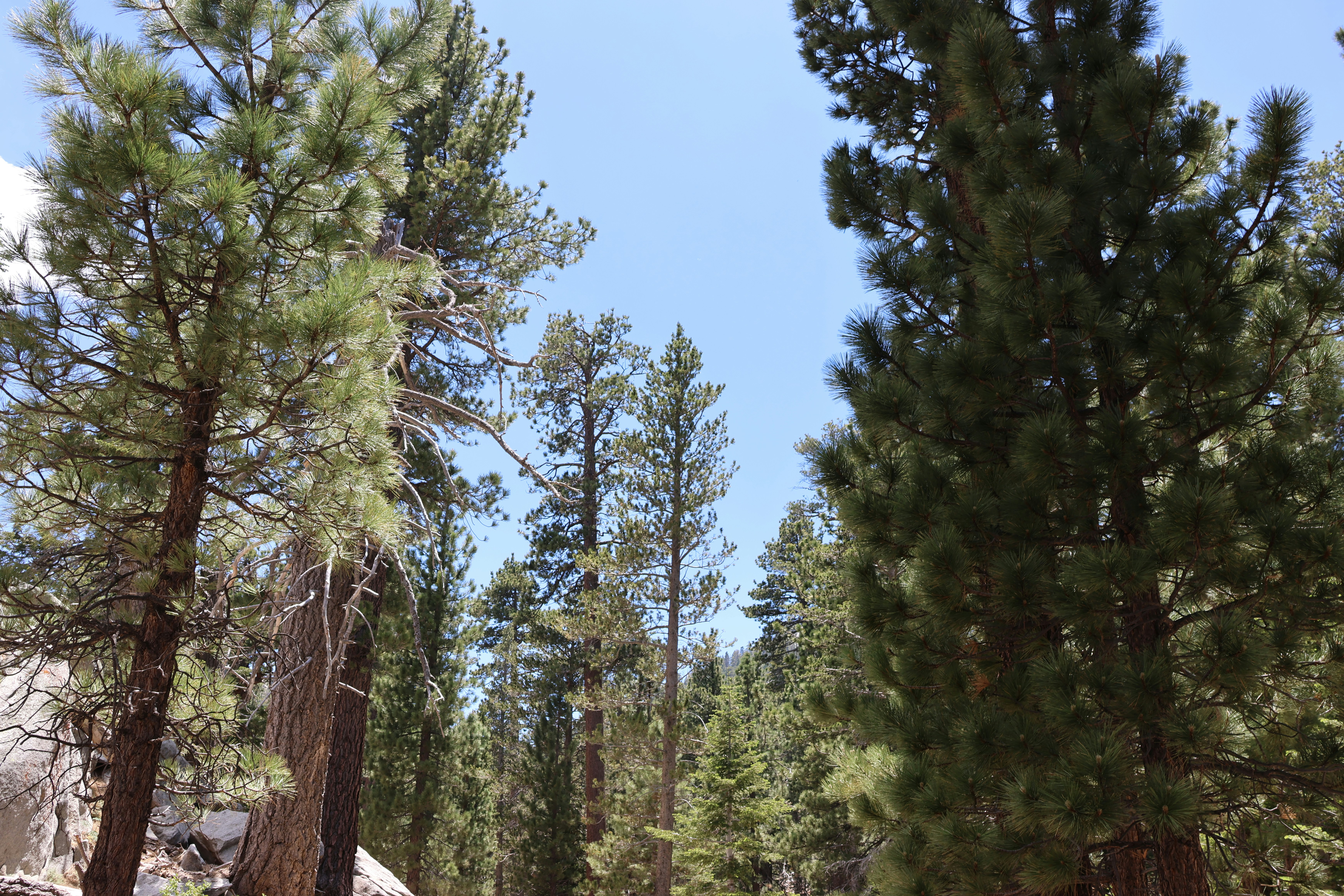 Ridge of Pines Under a Clear Peak Sky