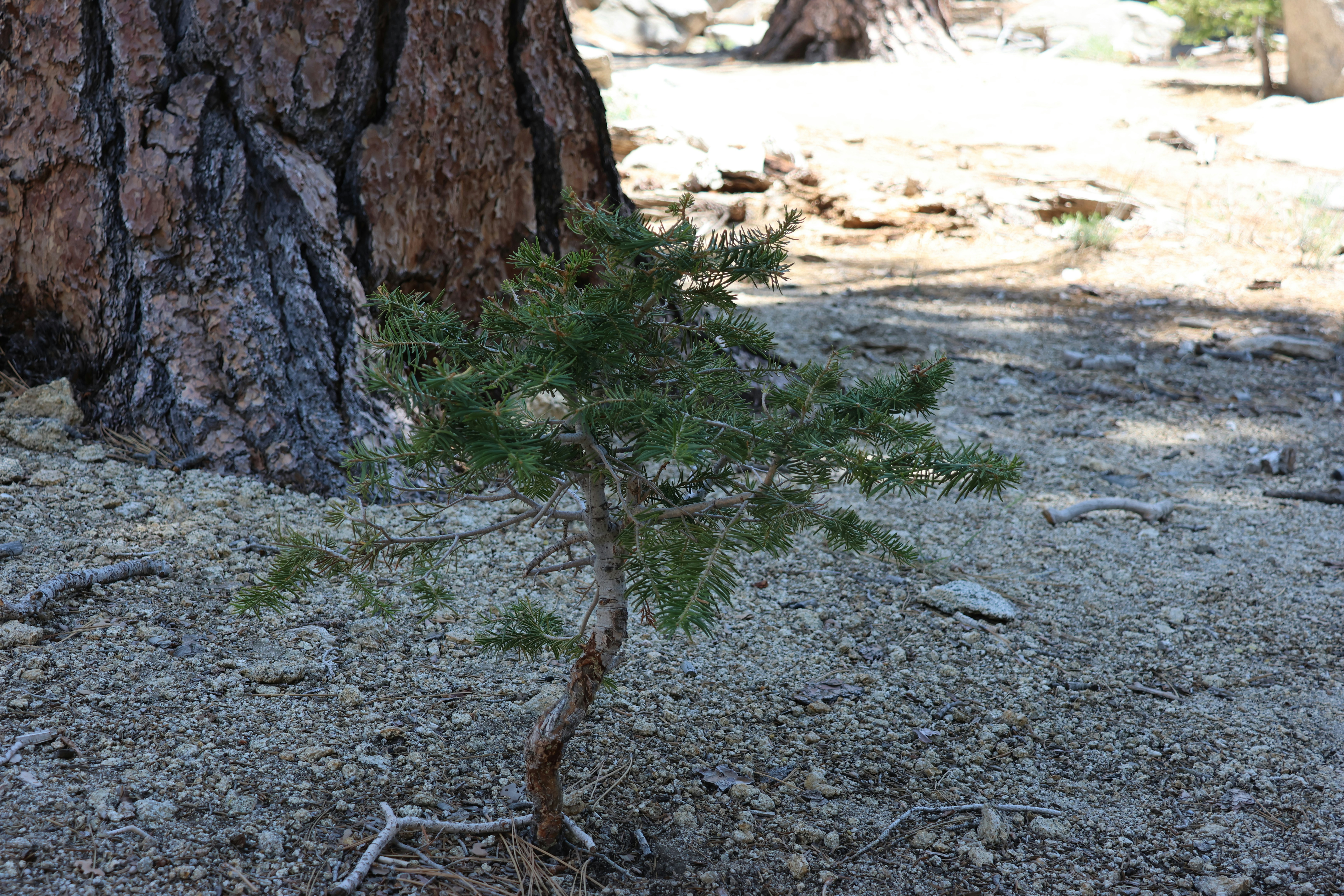 Stunted Pine in a Desert Patch
