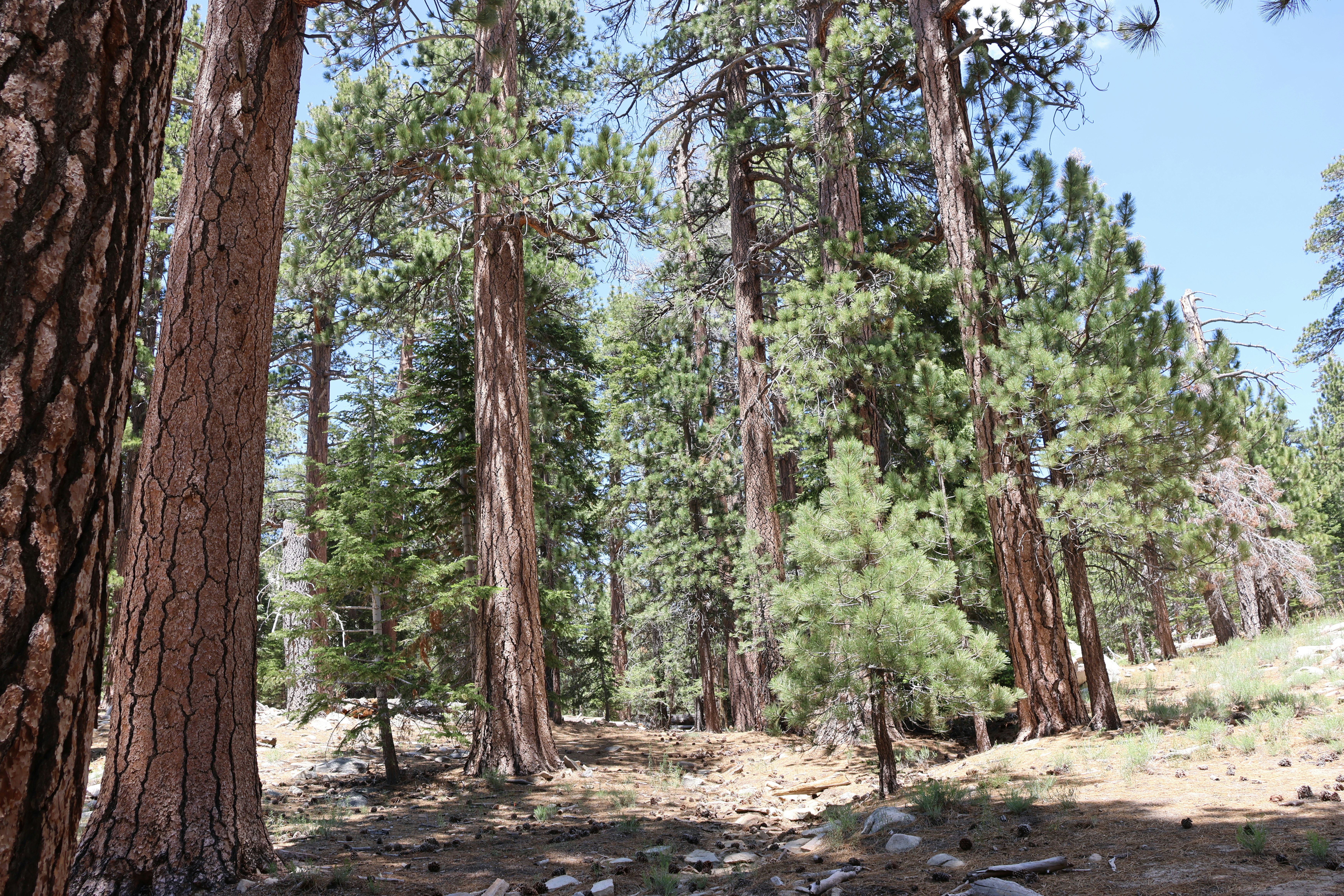 Sunlit Pines: A Quiet Staircase into the Forest