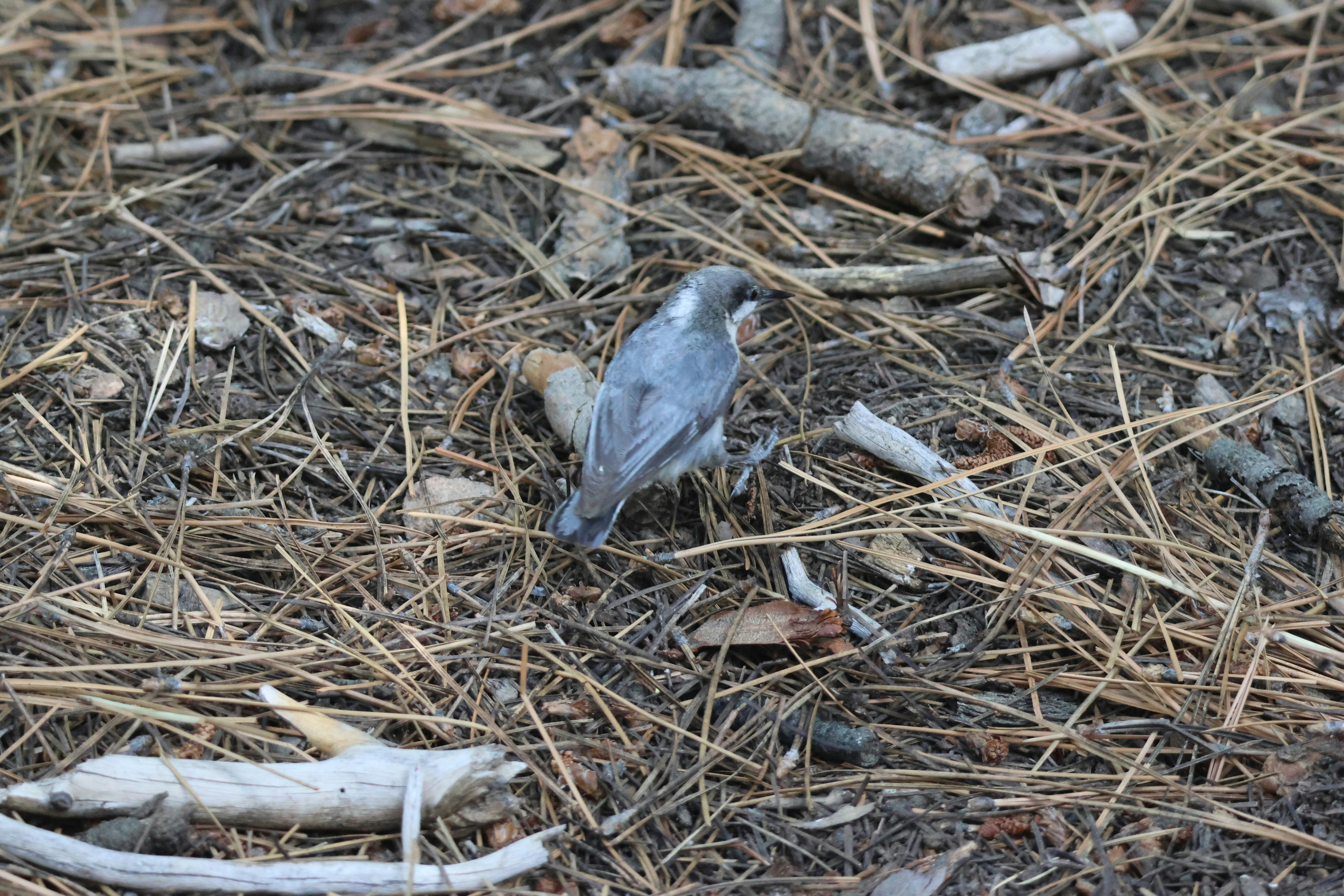 Blue Finch amid Pine Needle Bed