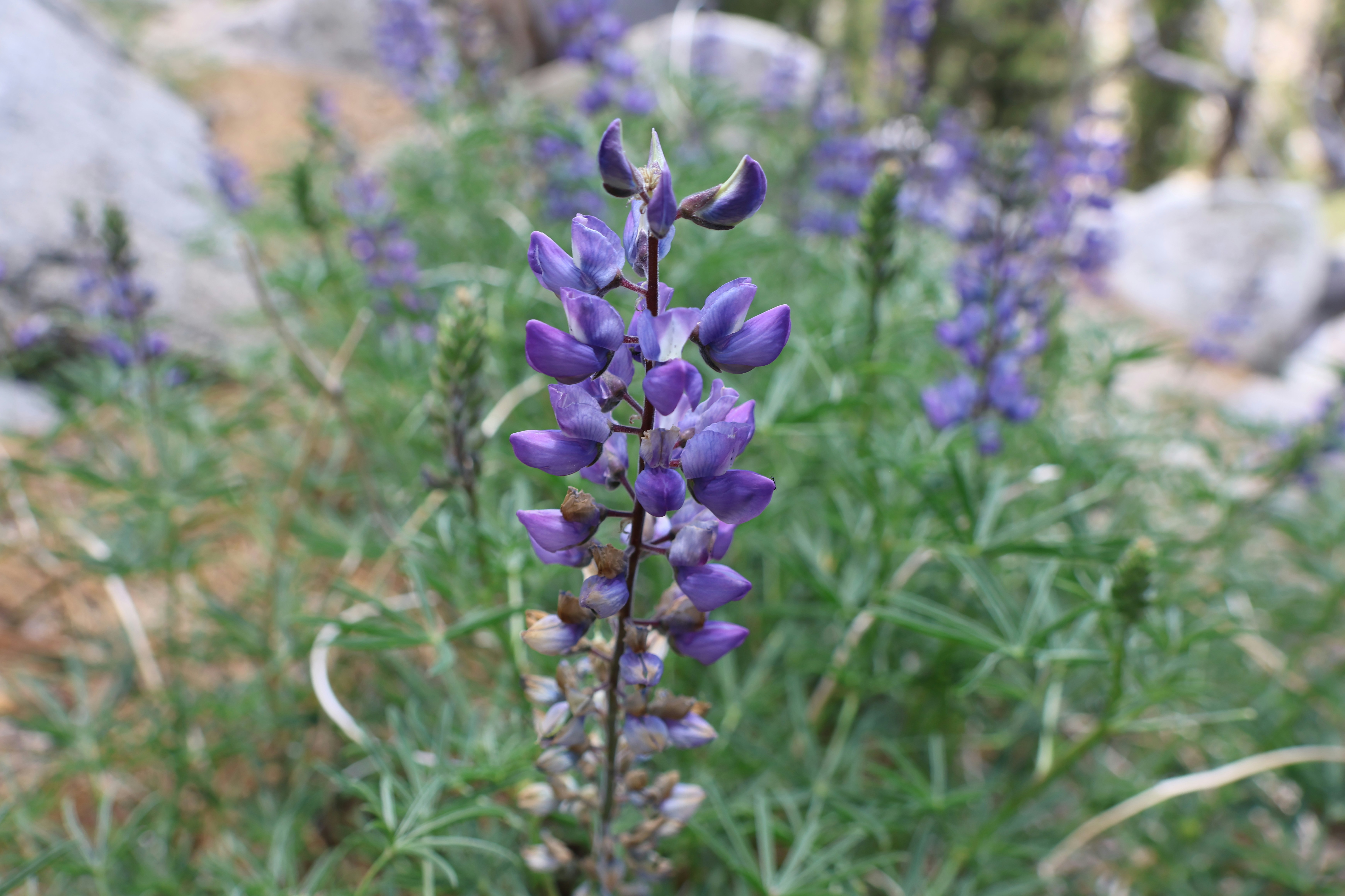 Purple Spike in a Meadow: A Close-Up of Lupine Amid Greenery