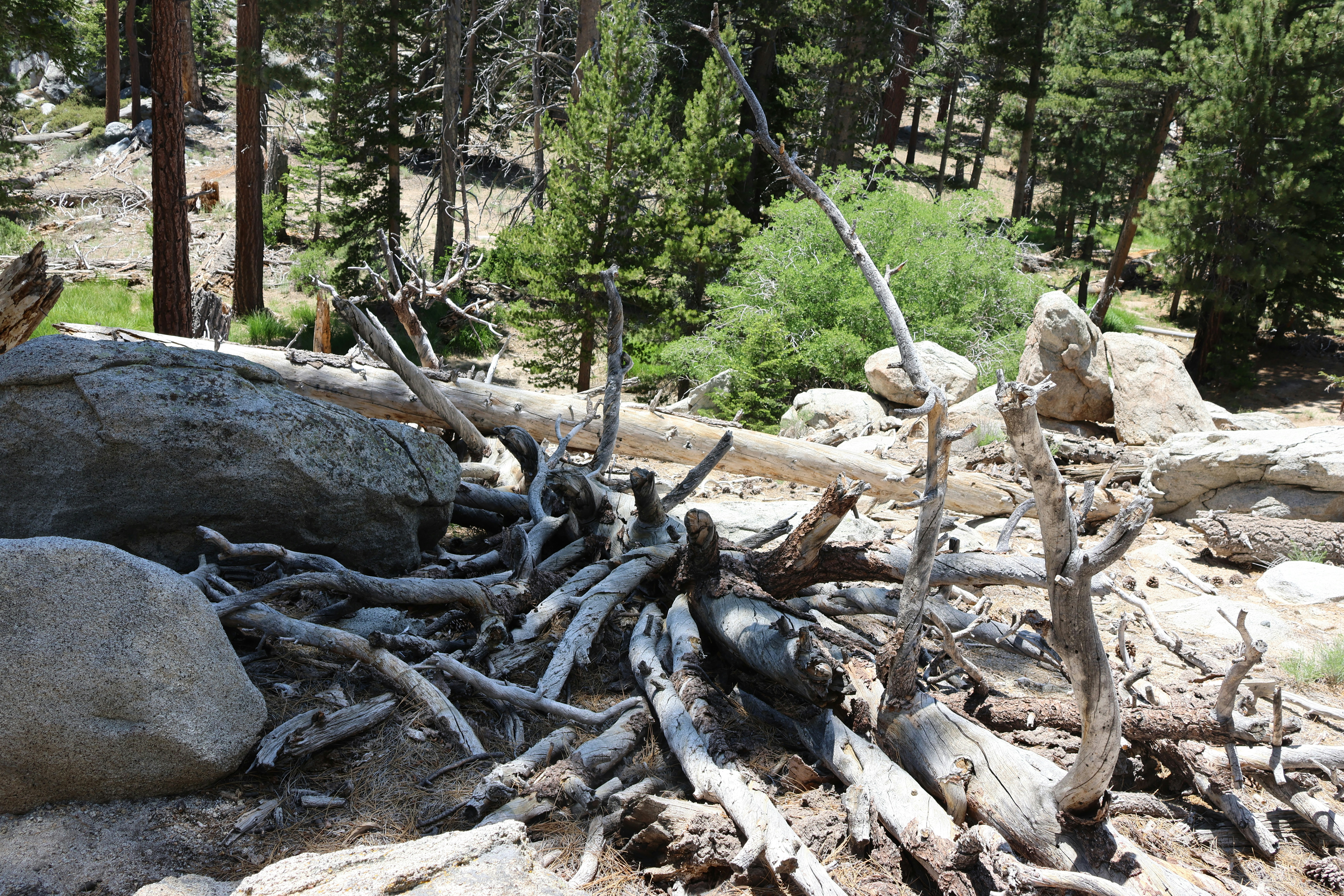 Driftwood Cathedral: Sunlit Debris Beneath a Pine Scatter