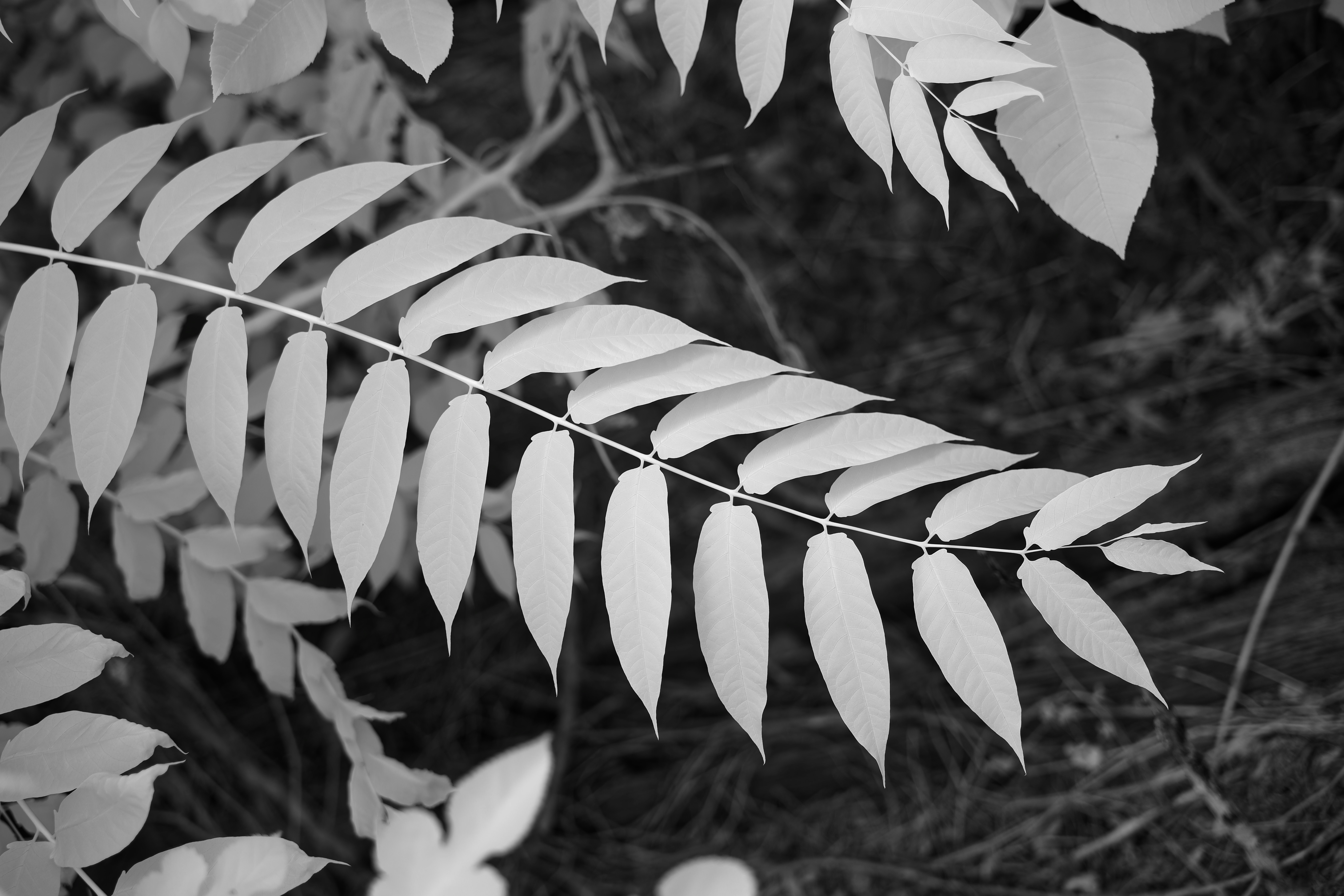 Branching Echoes: A Close Look at Fronds in Monochrome