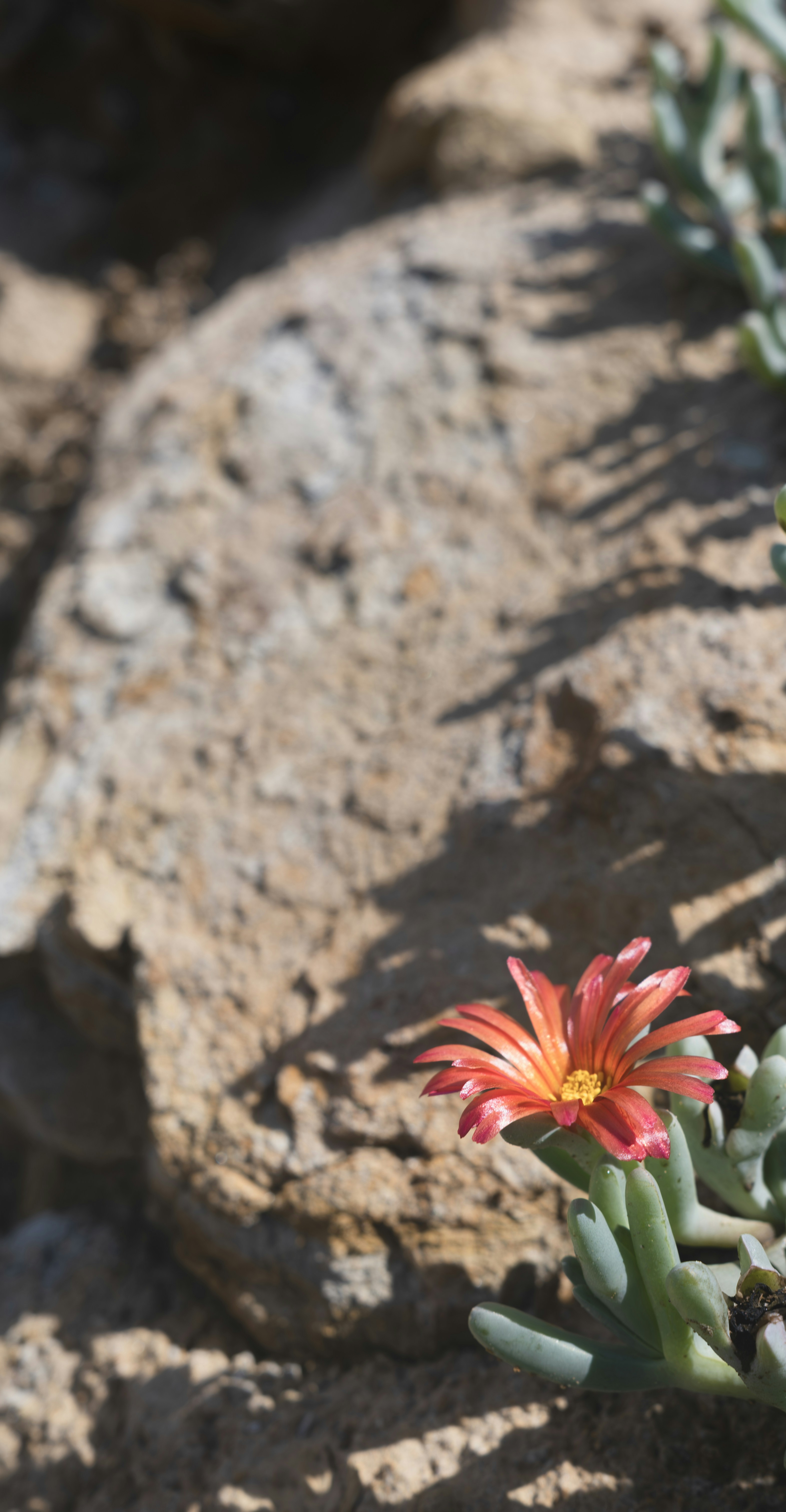 Desert Bloom: A Coral-Taced Flower in Sandy Quiet