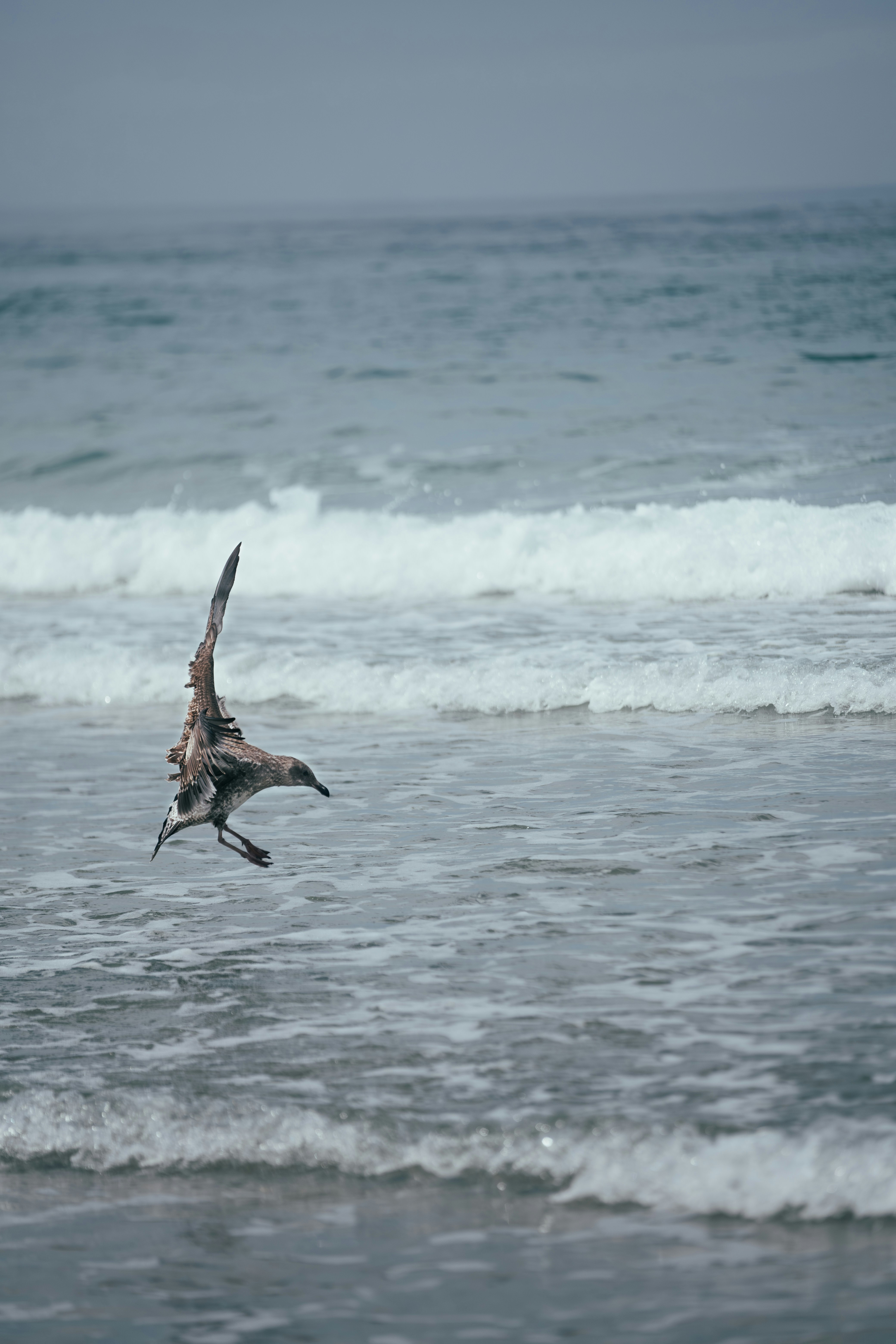 Wings Over Wake: Seabird in a Coastal Drift