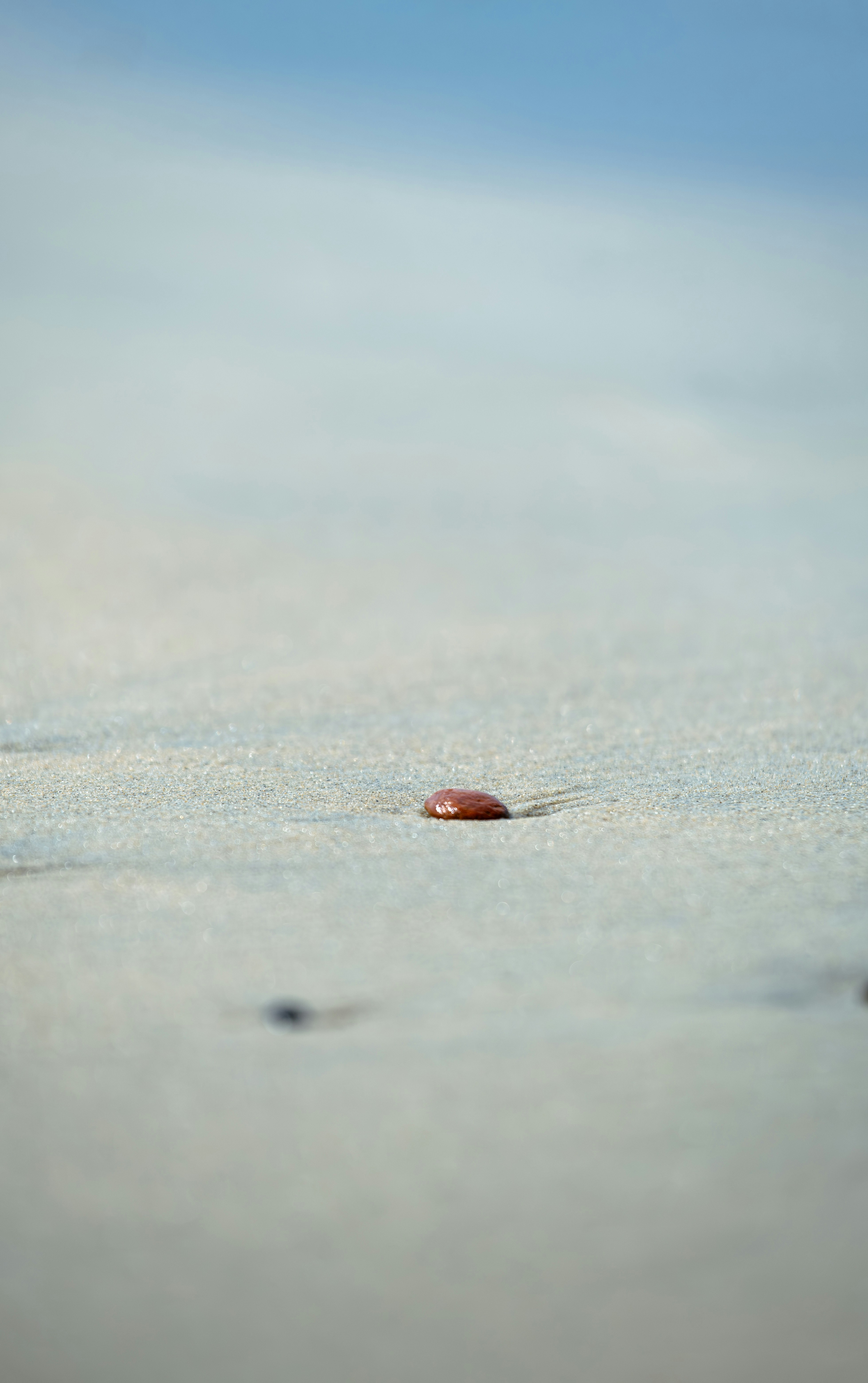 Forgotten shell on a quiet shoreline