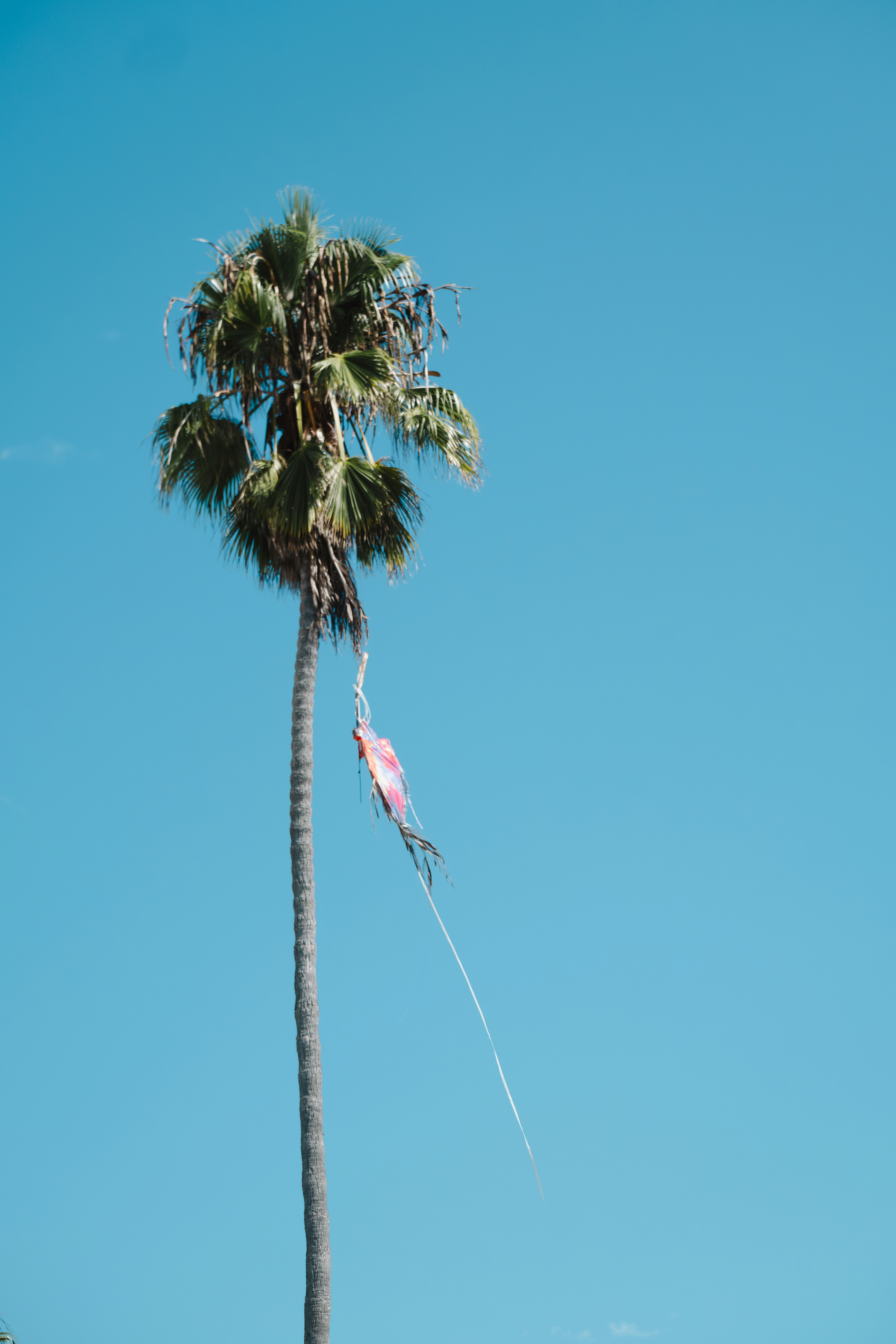Lonely Palm and Skyward Kite Trail
