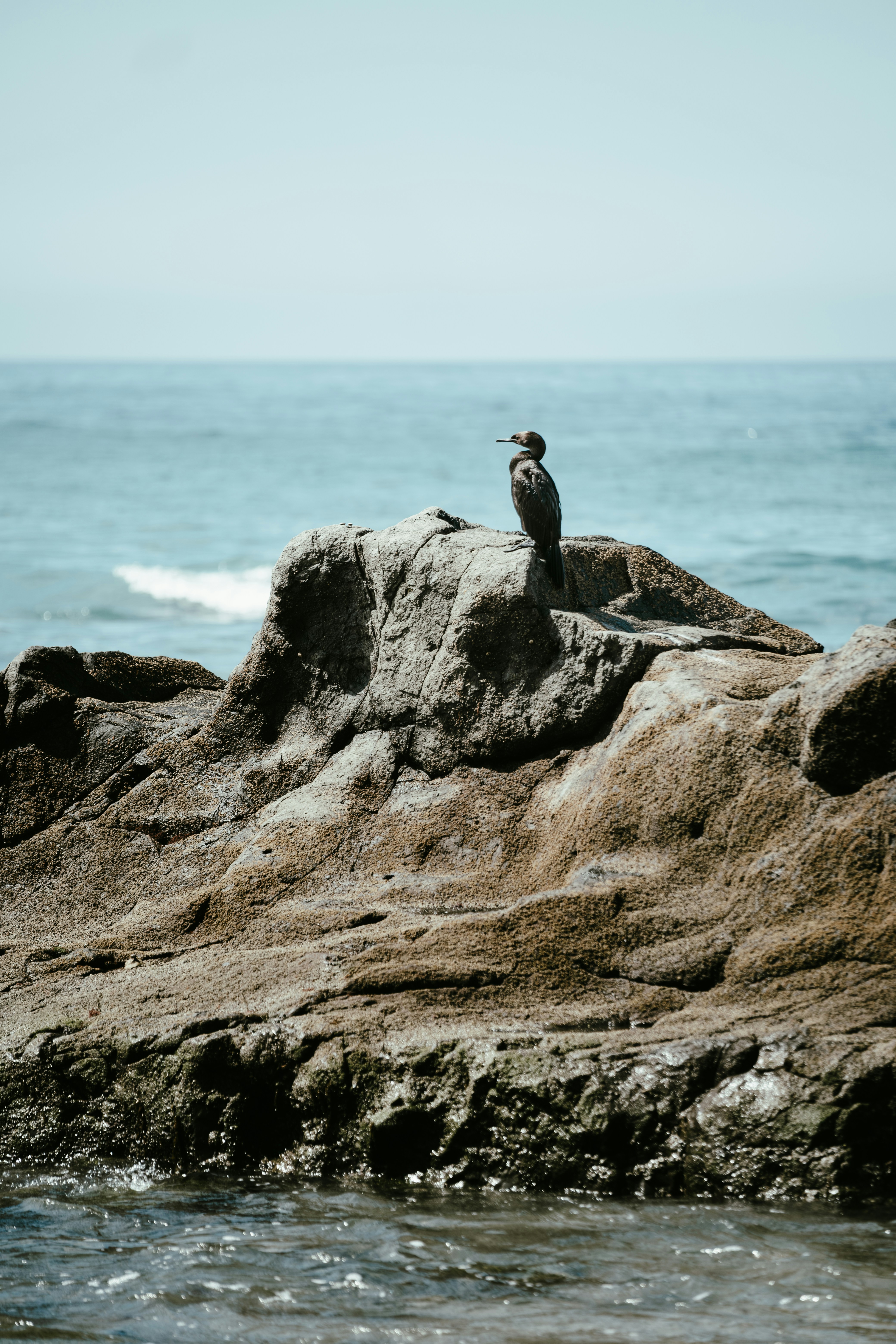 Rock-Top Sentinel: A solitary seabird Oversees the Calm Sea
