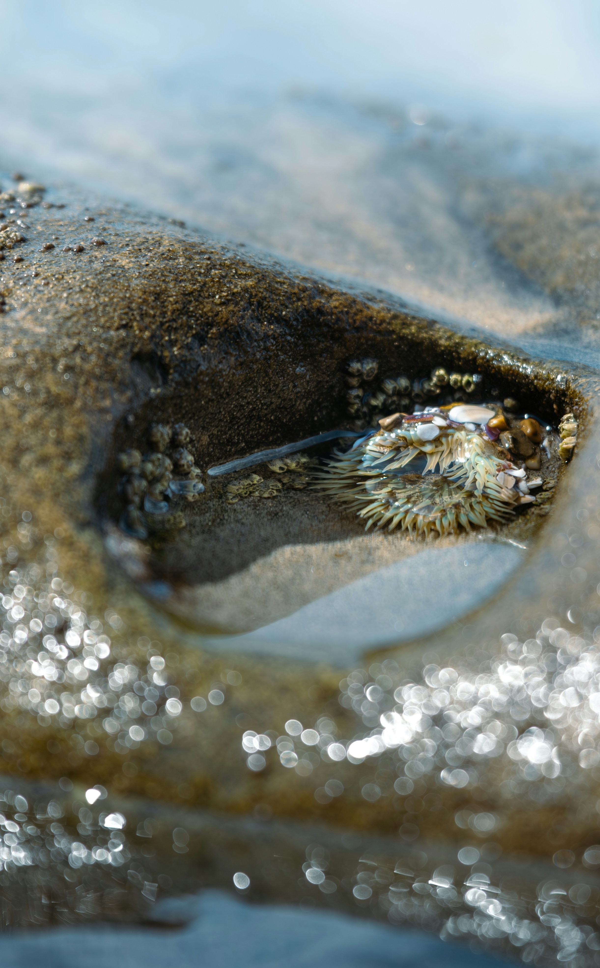 Crab Remnants in a Tide-Pooled Niche
