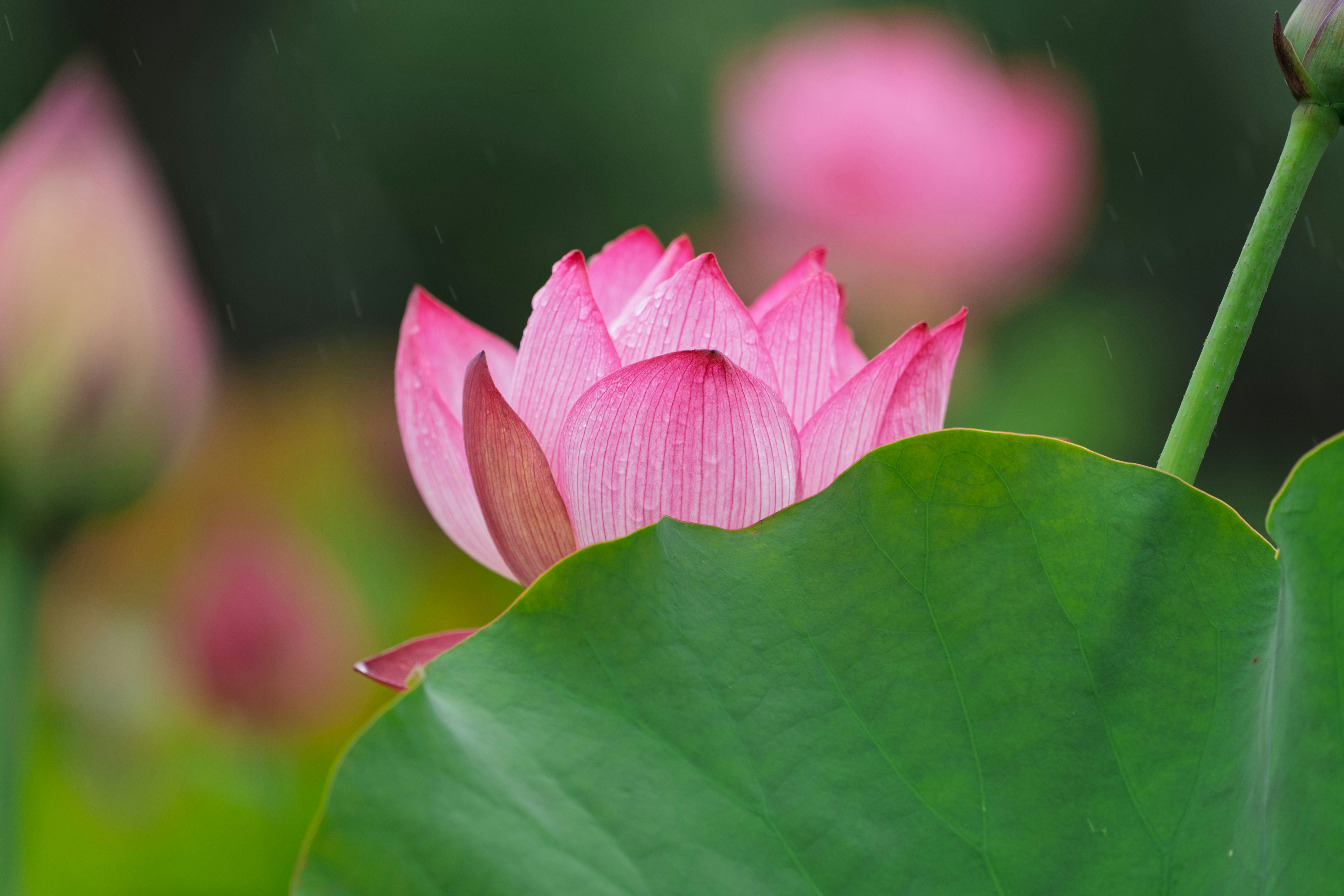 Beautiful pink lotus flower emerging from behind a green leaf.