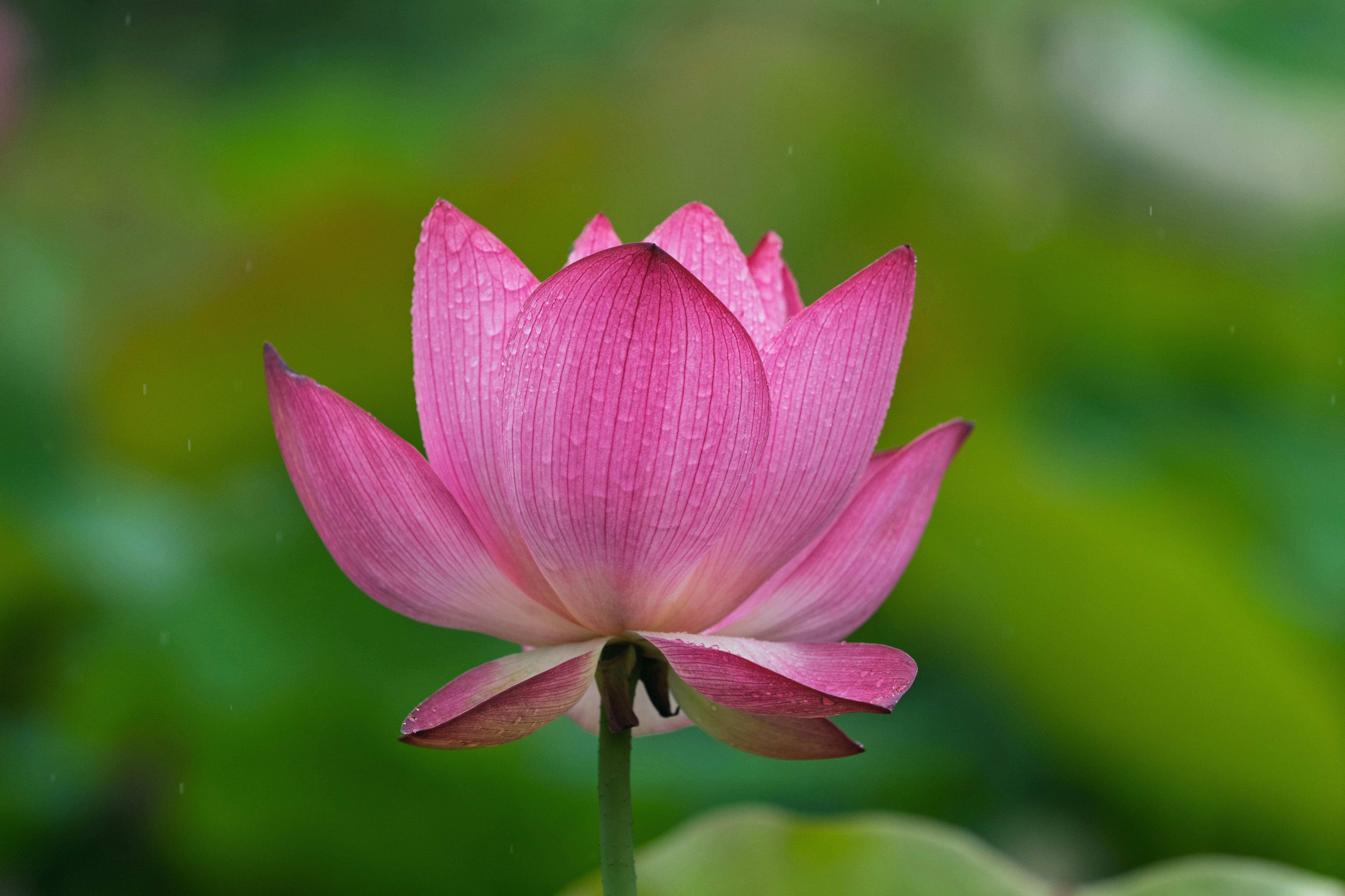 Pink Lotus in Soft Focus: Center Stage on a Quiet Pond