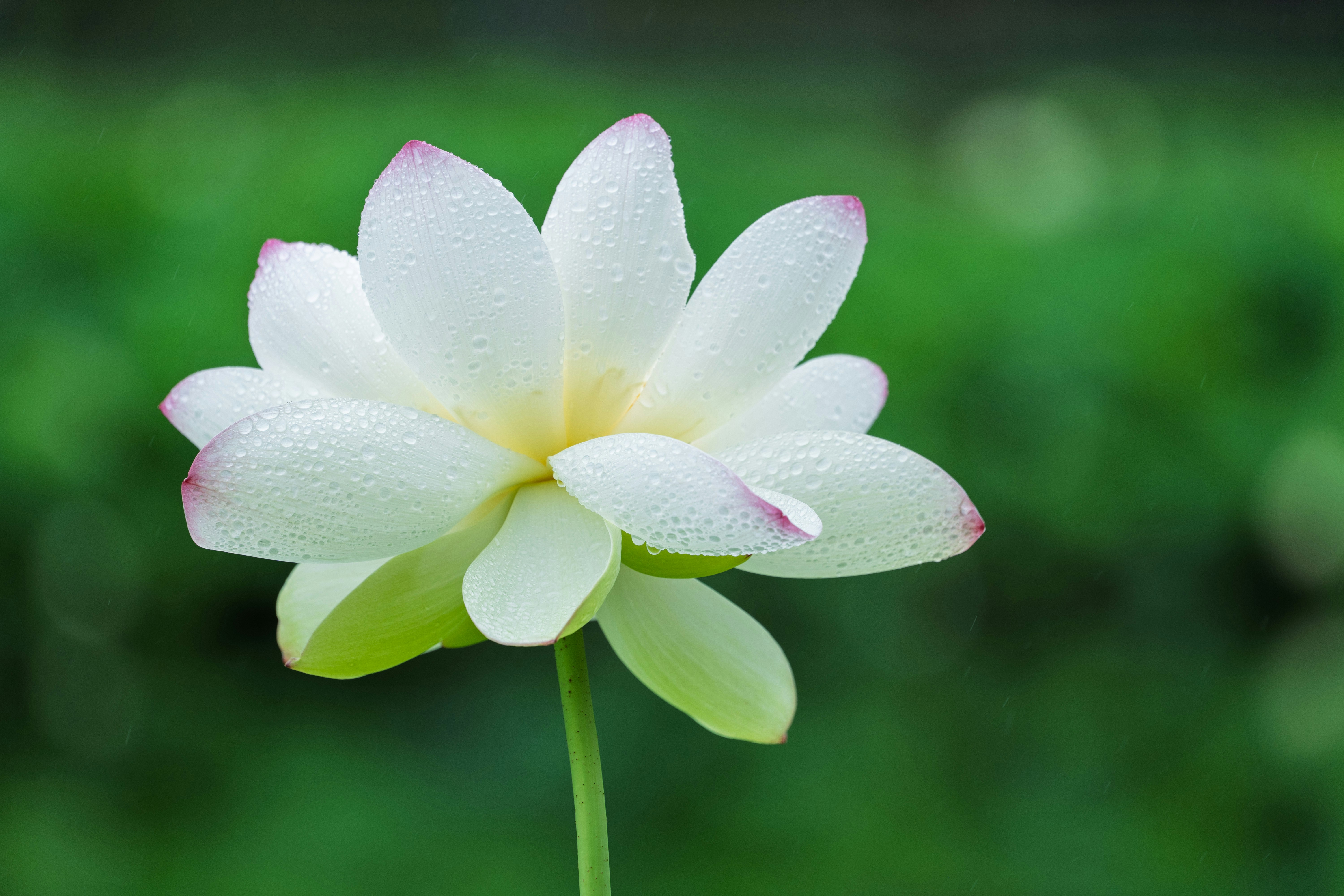 Dew-kissed White Lotus Against a Verdant Blur