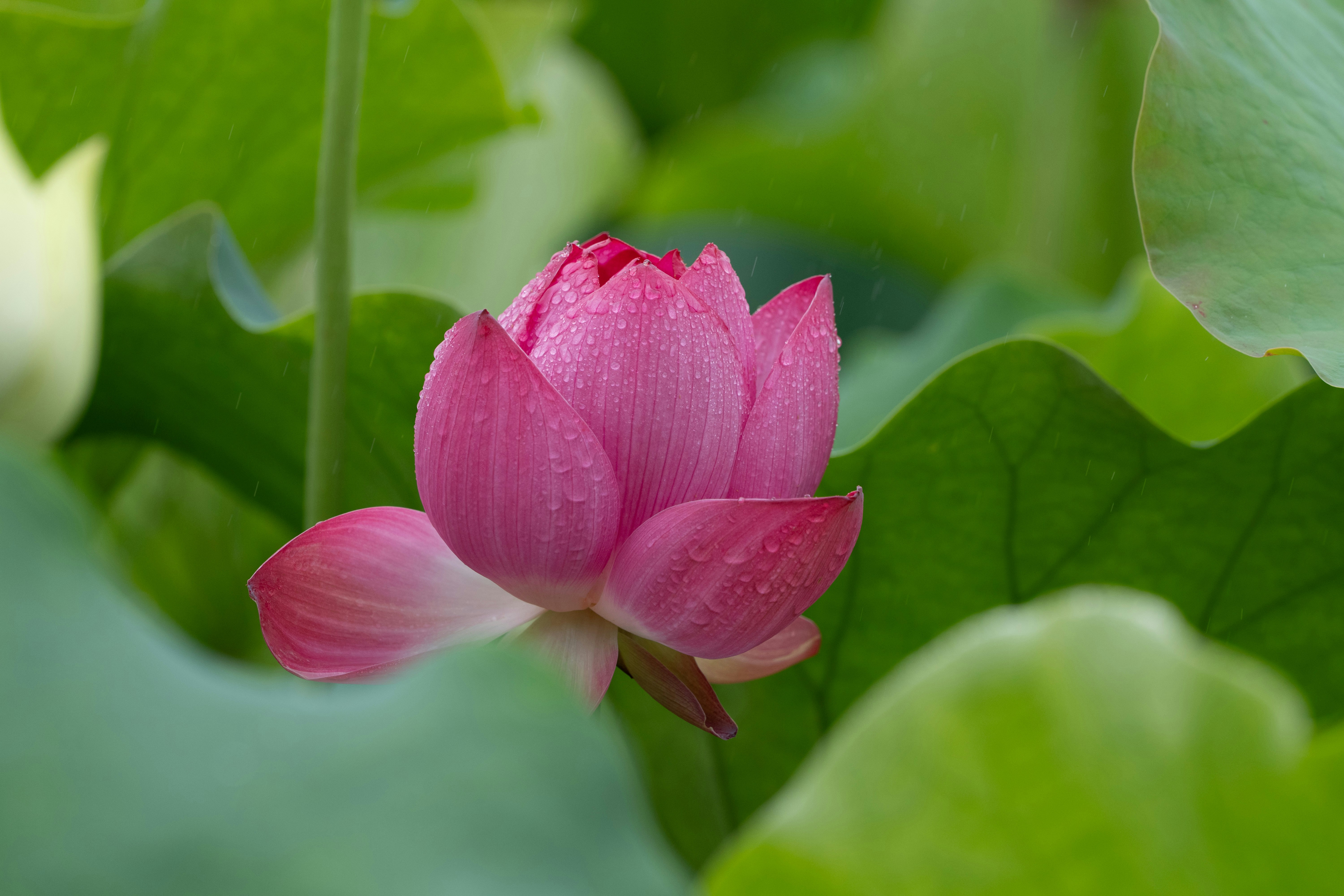 A pink lotus bud with water droplets amidst green leaves.