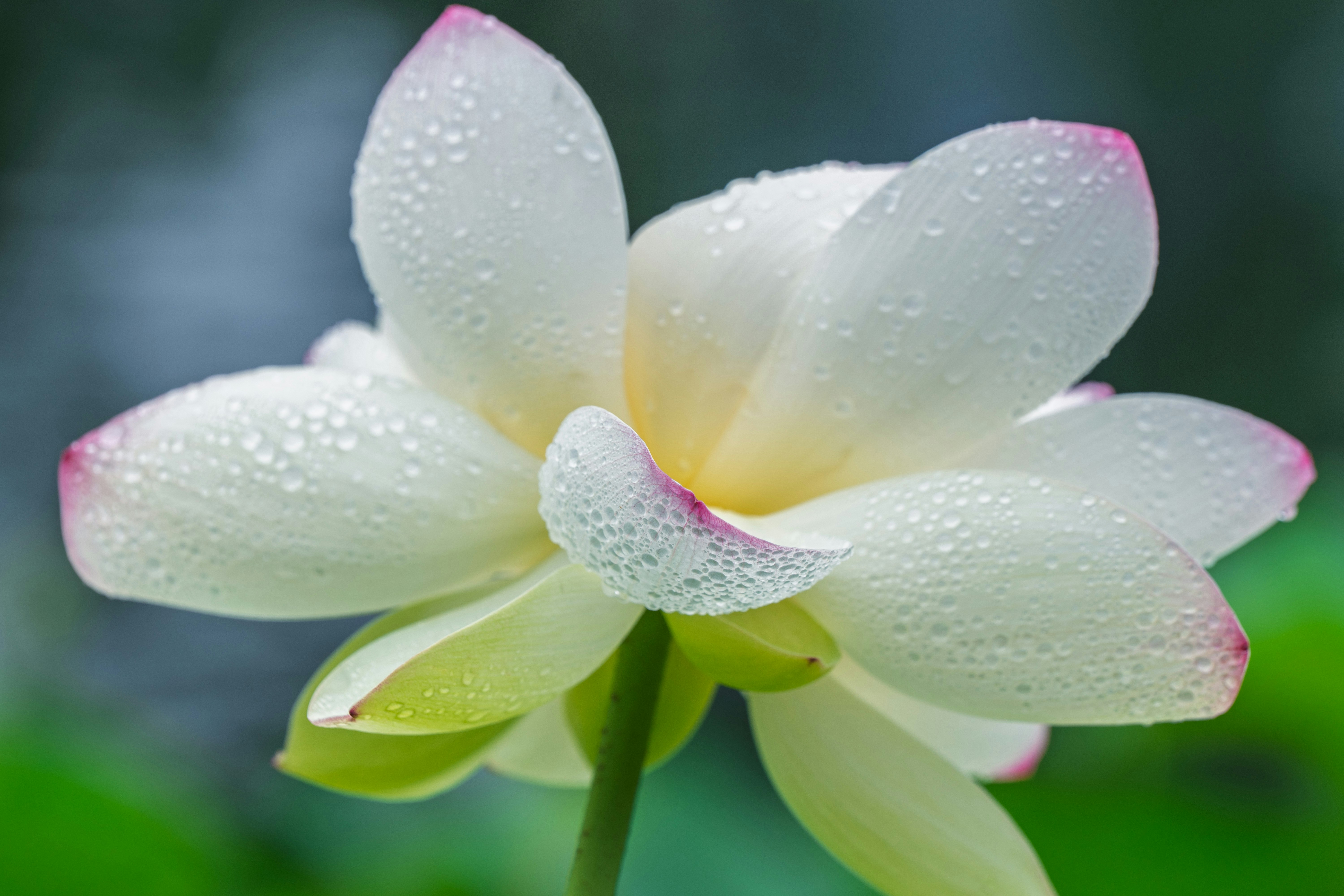 Petals of dew: a pristine plumeria in soft morning light