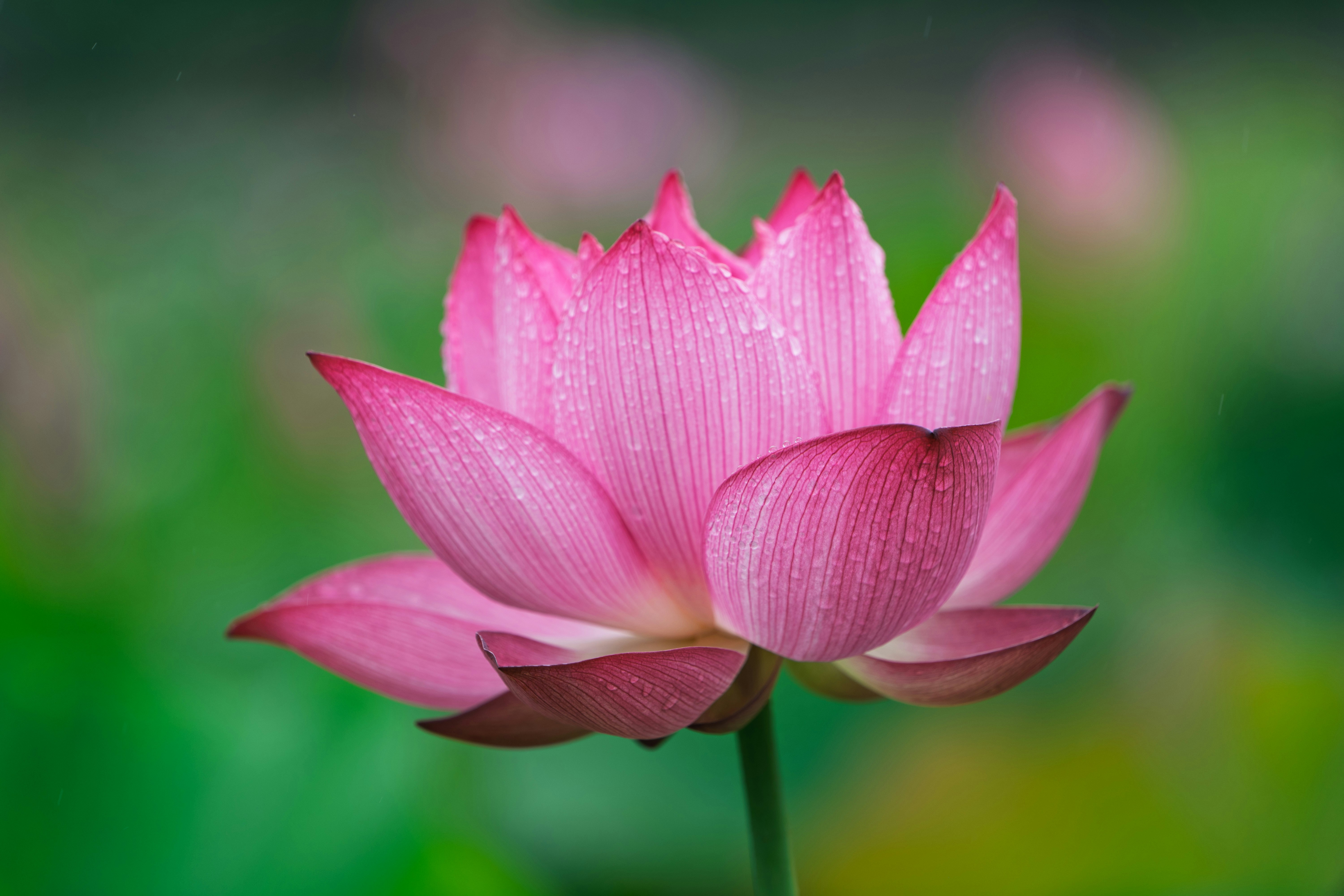 Petal Prominence: A Pink Lotus in Soft Focus