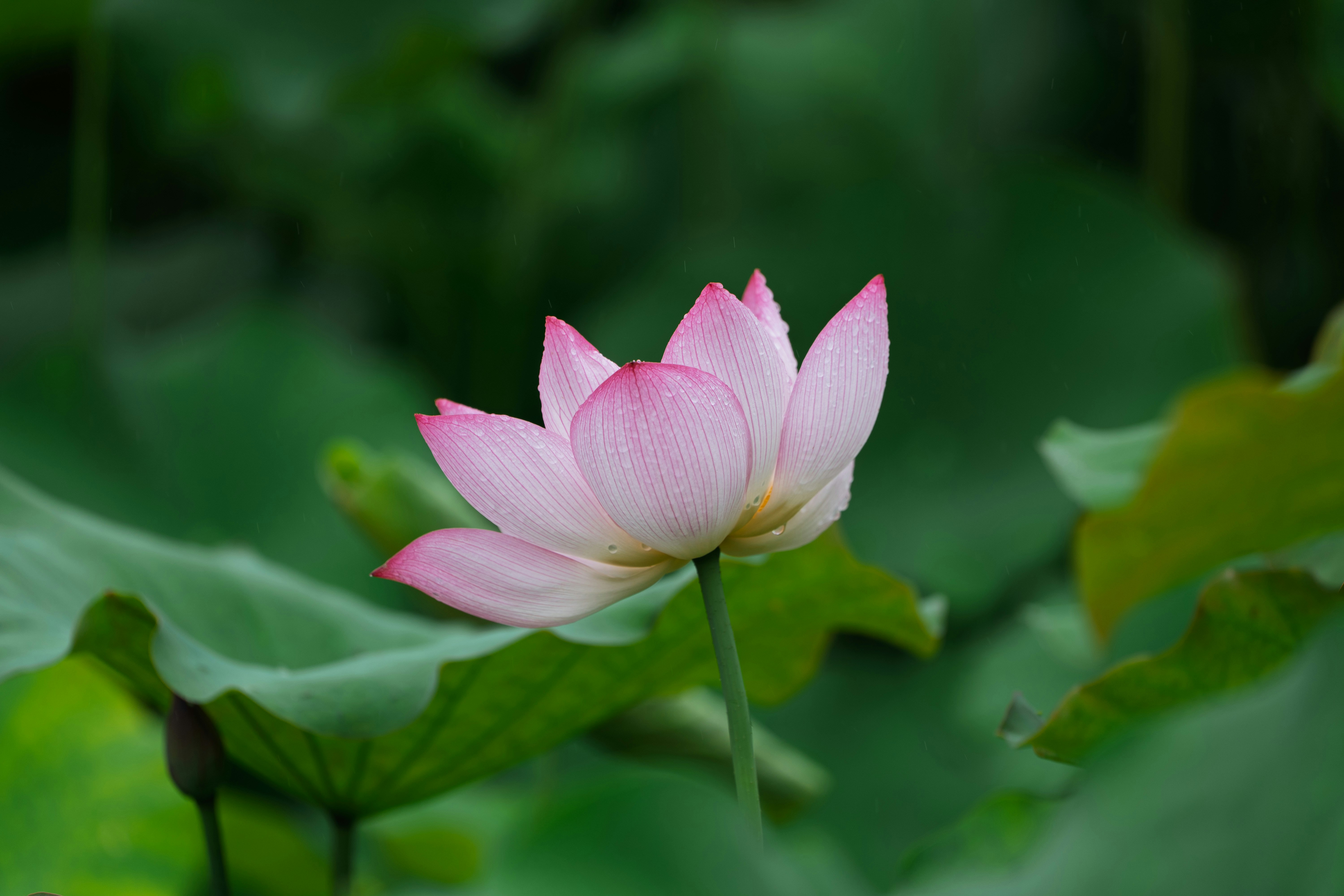 Elegant pink lotus flower against a soft green background.